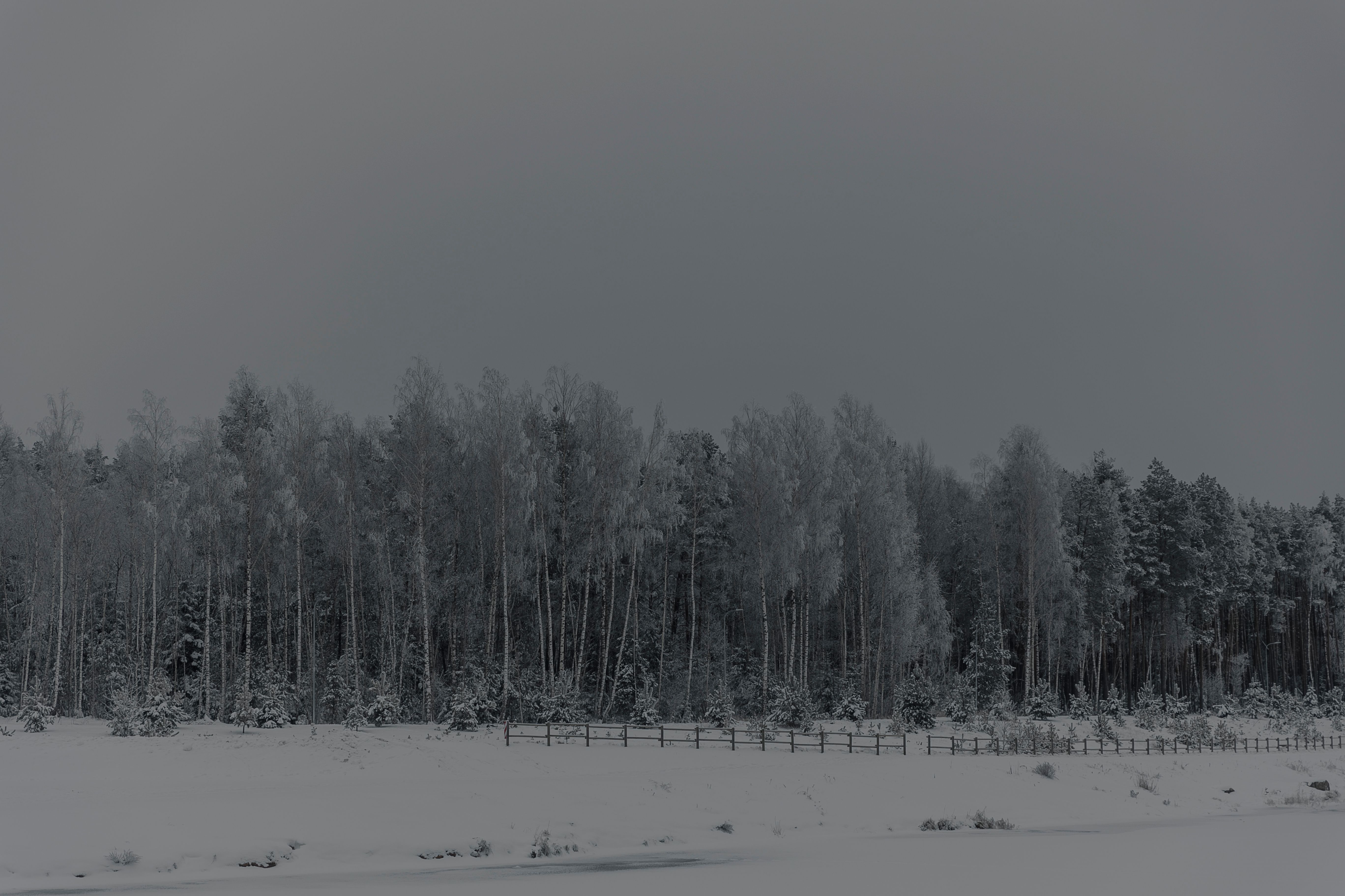 Edge of Winter Forest · Free Stock Photo