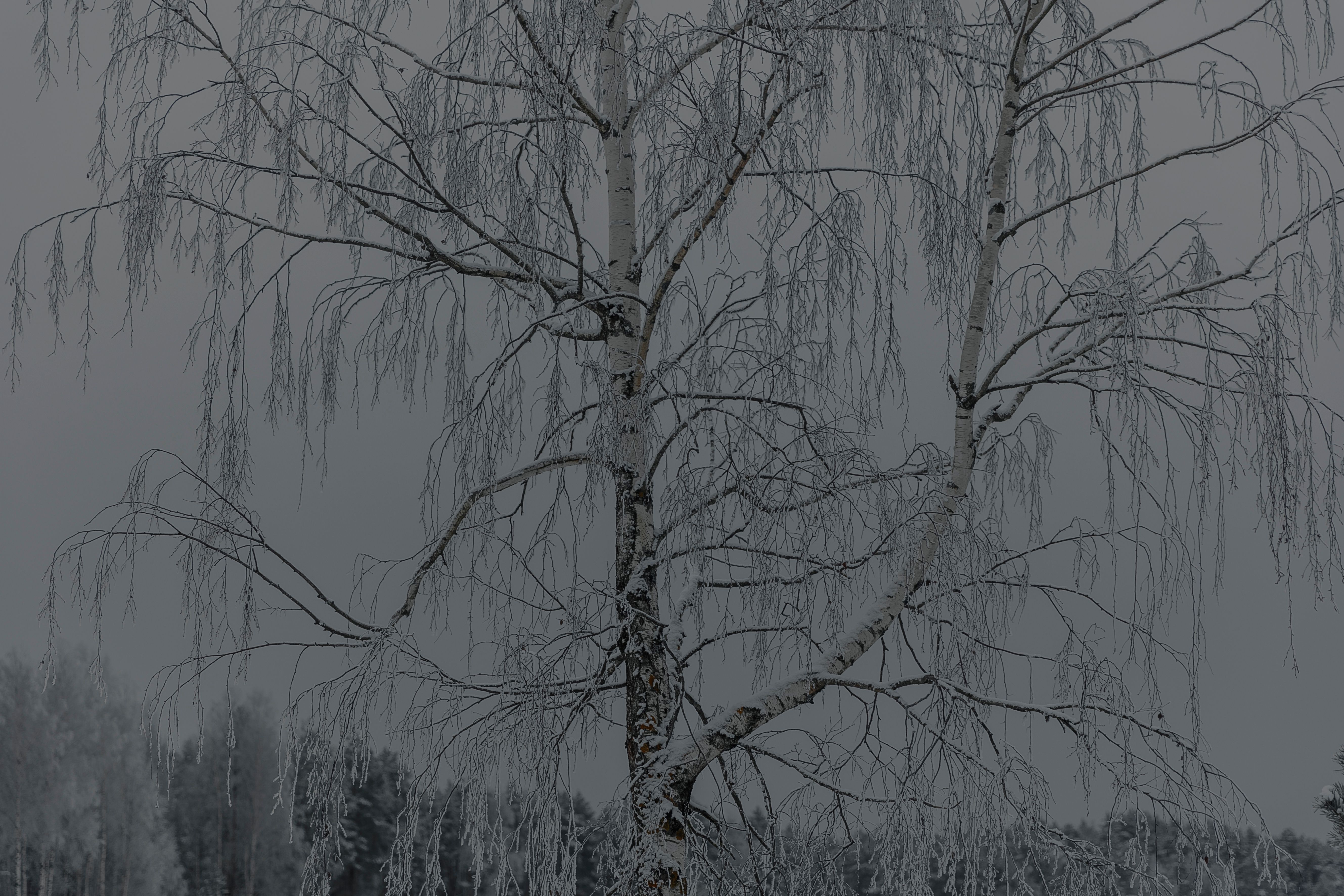Snowed Leafless Tree in Winter · Free Stock Photo
