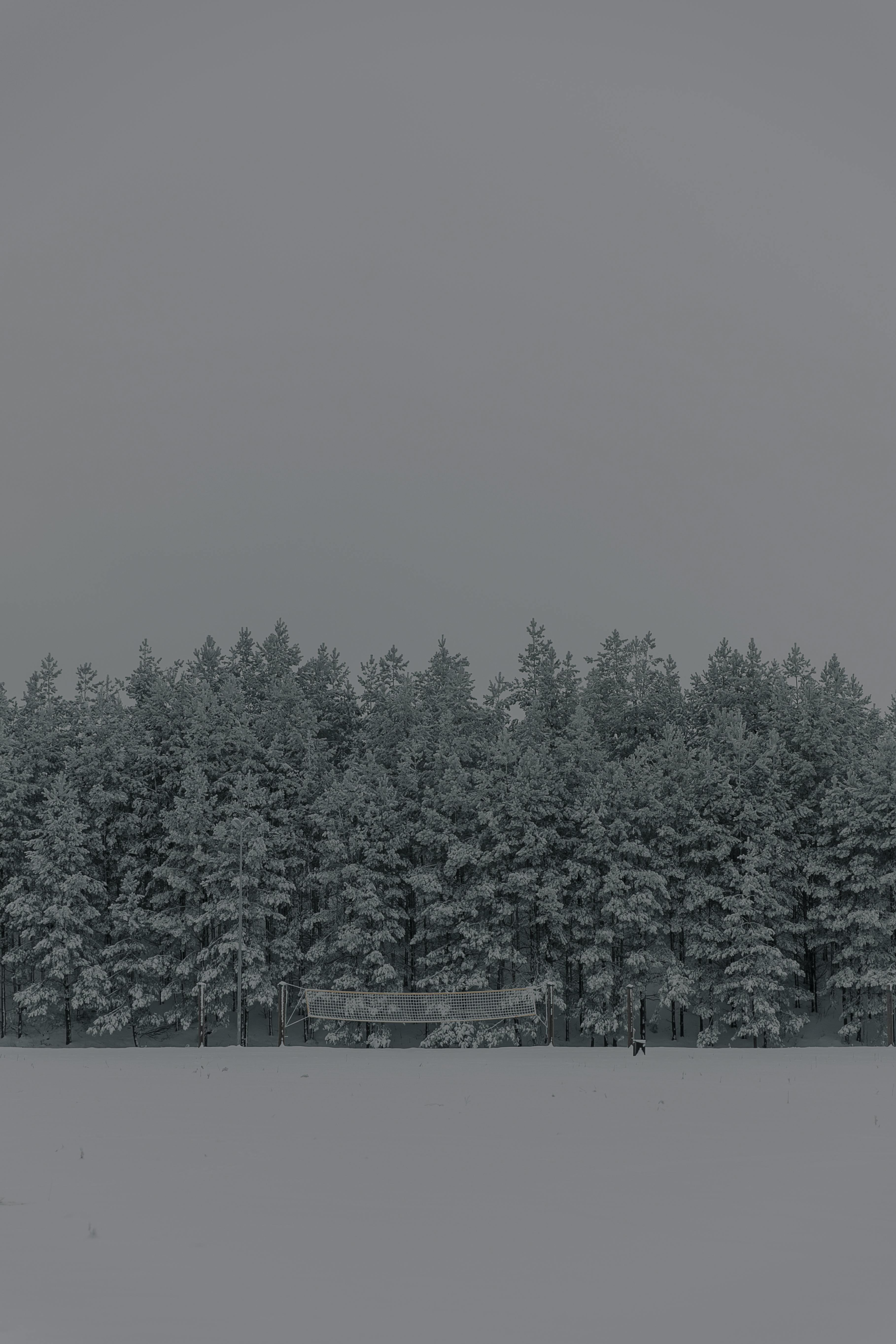 Grayscale Photography of Trees · Free Stock Photo