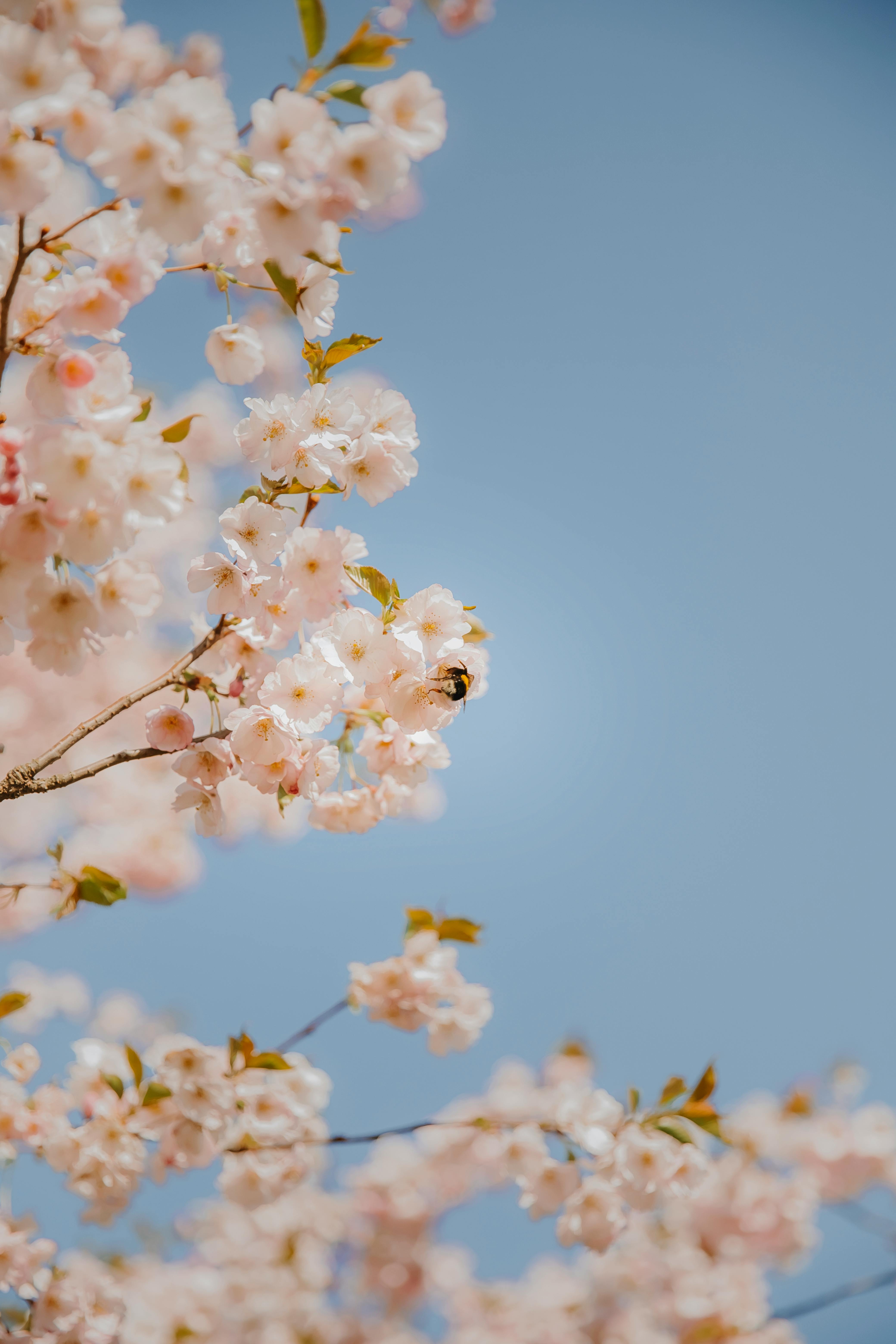 A Blossom in Spring · Free Stock Photo