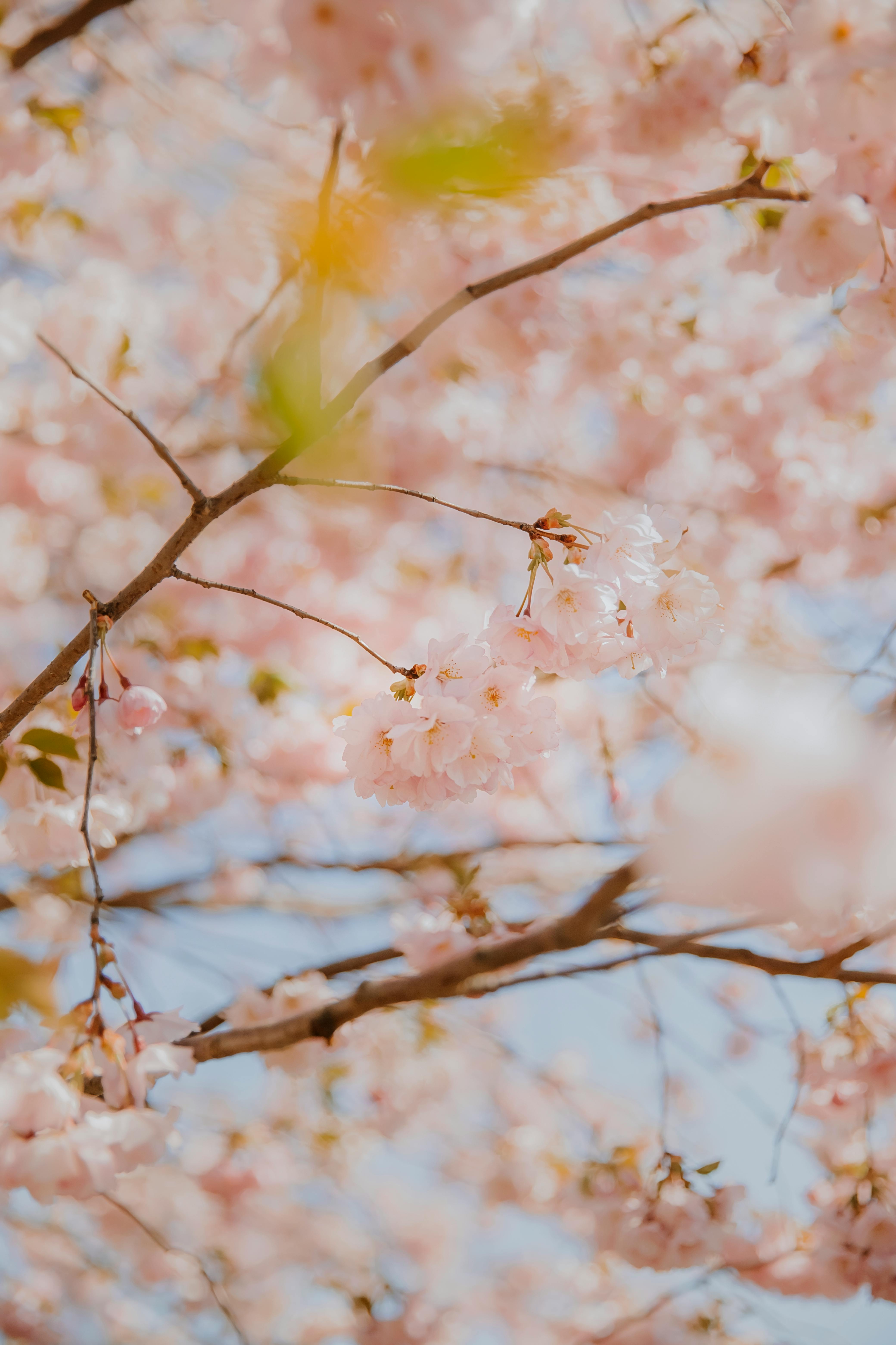 Mayday Tree Photos, Download The BEST Free Mayday Tree Stock Photos ...