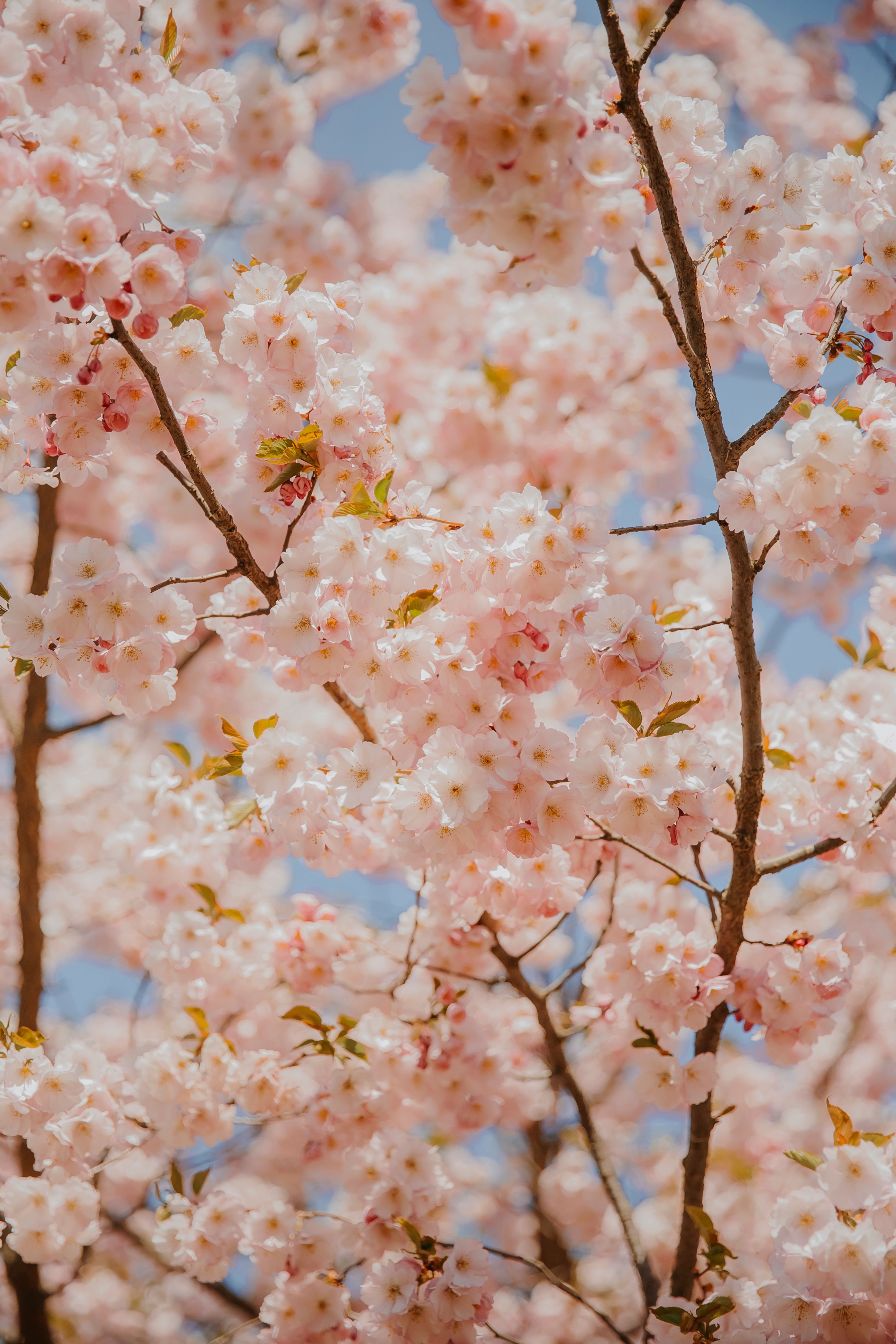 Pink, Spring Blossoms · Free Stock Photo