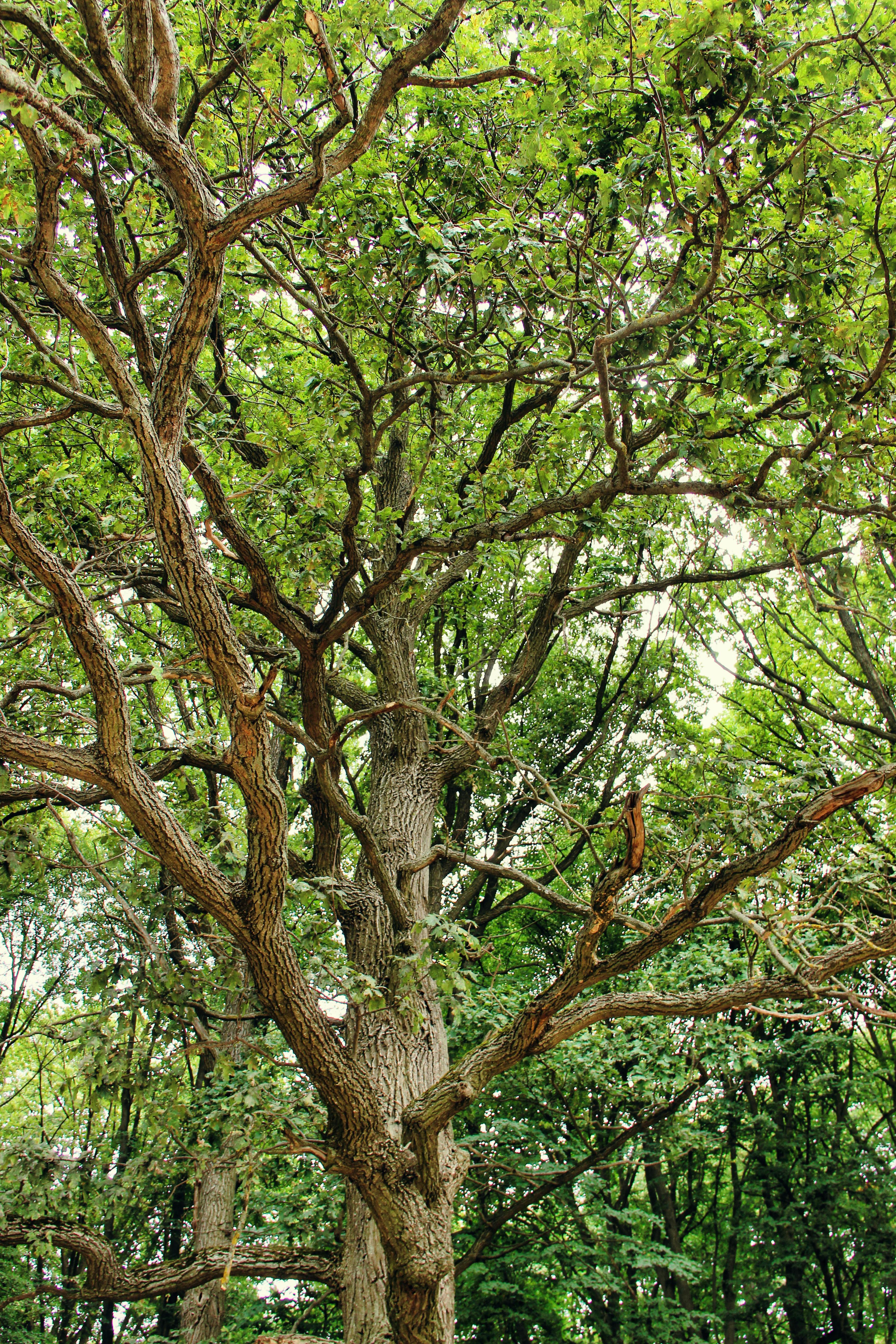 VORONKA · Free Stock Photo