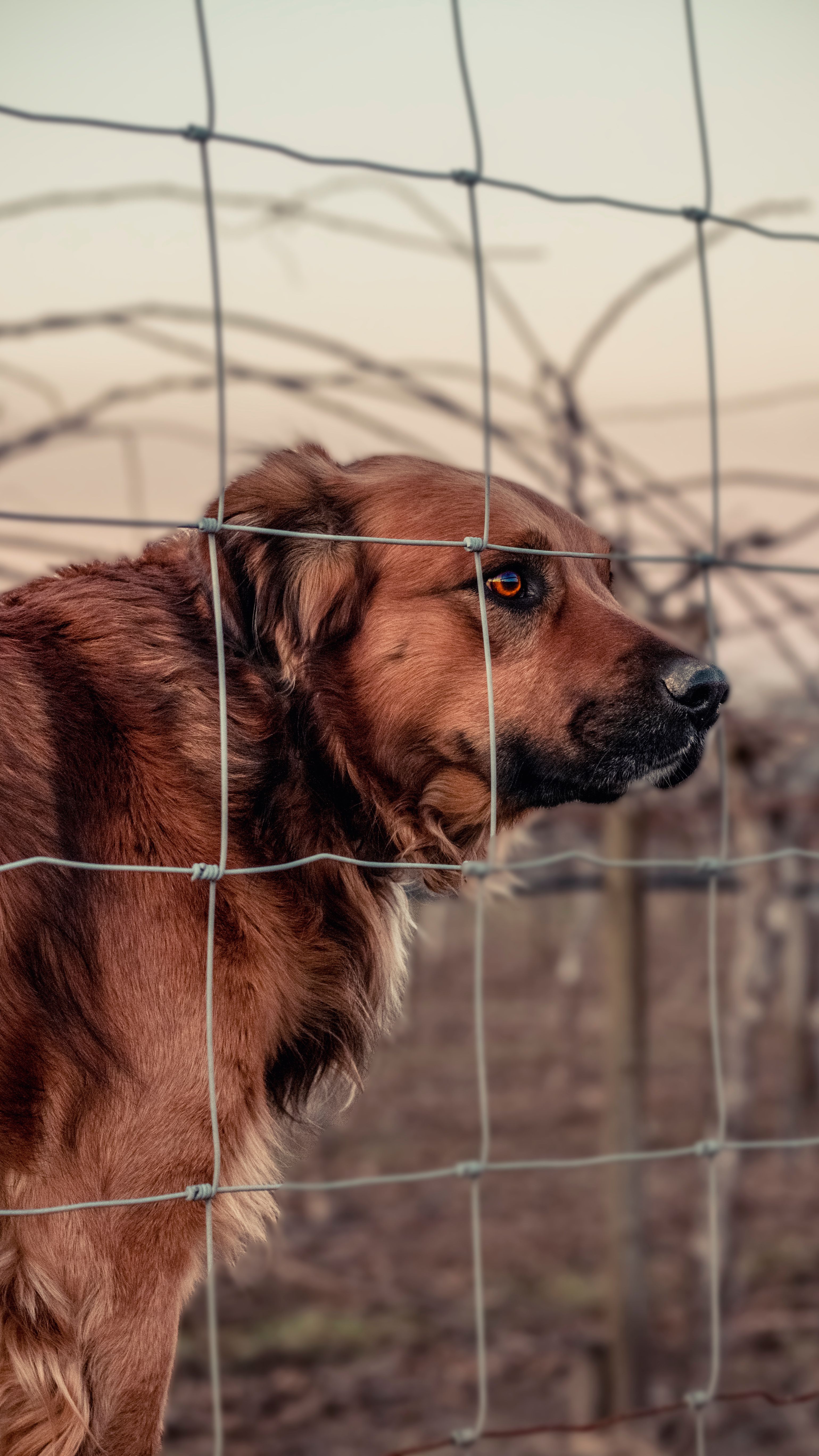 Dog behind Wire Fence · Free Stock Photo