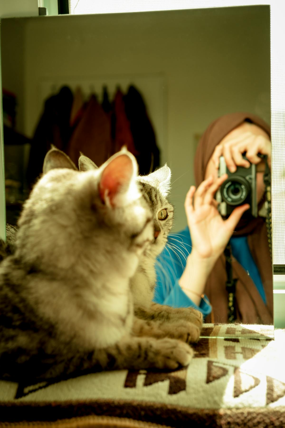 Cat Fisheye Photos, Download The BEST Free Cat Fisheye Stock Photos ...