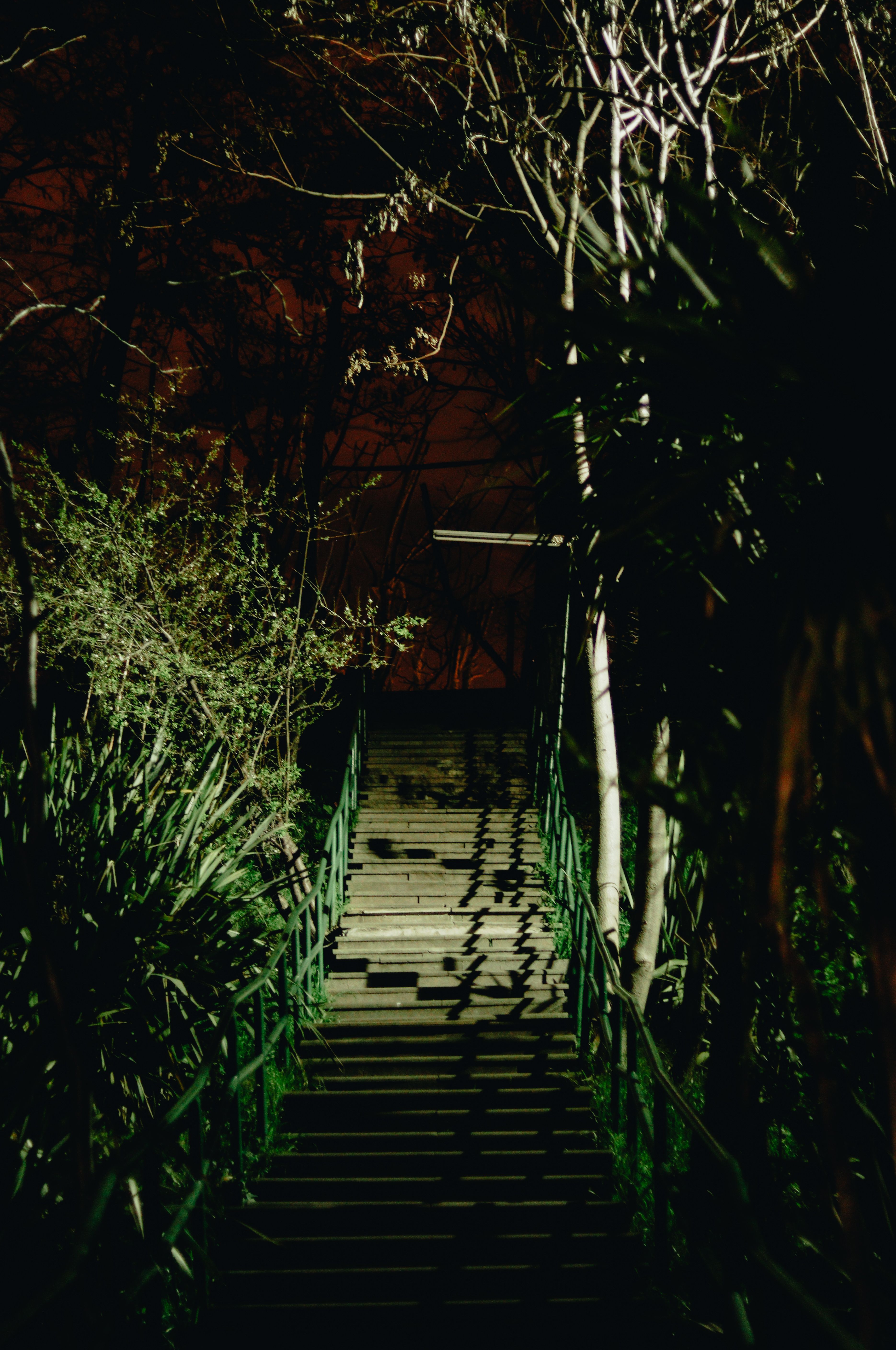 Illuminated Forest Bridge at Night · Free Stock Photo