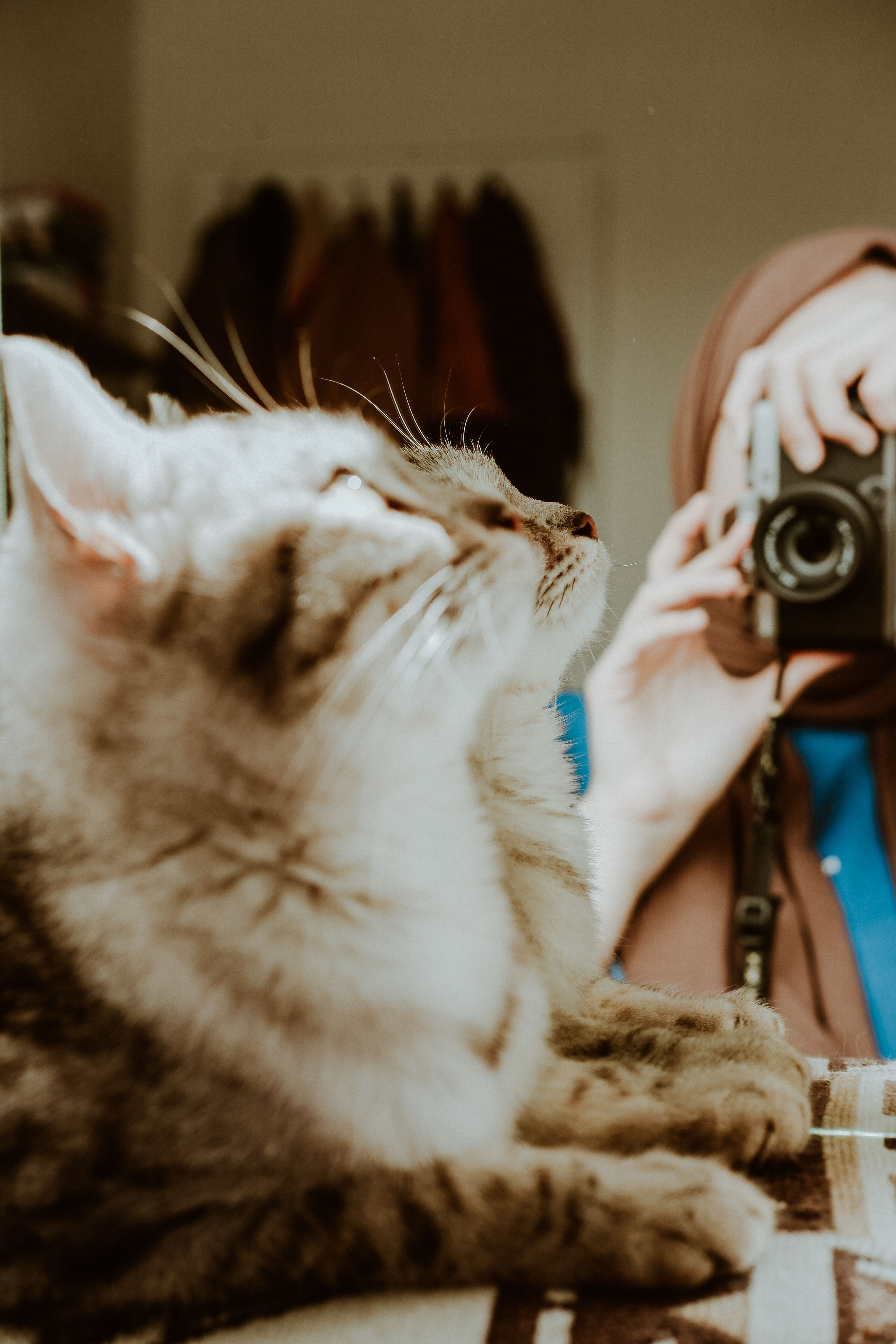 Cat In Mirror Photos, Download The BEST Free Cat In Mirror Stock Photos ...