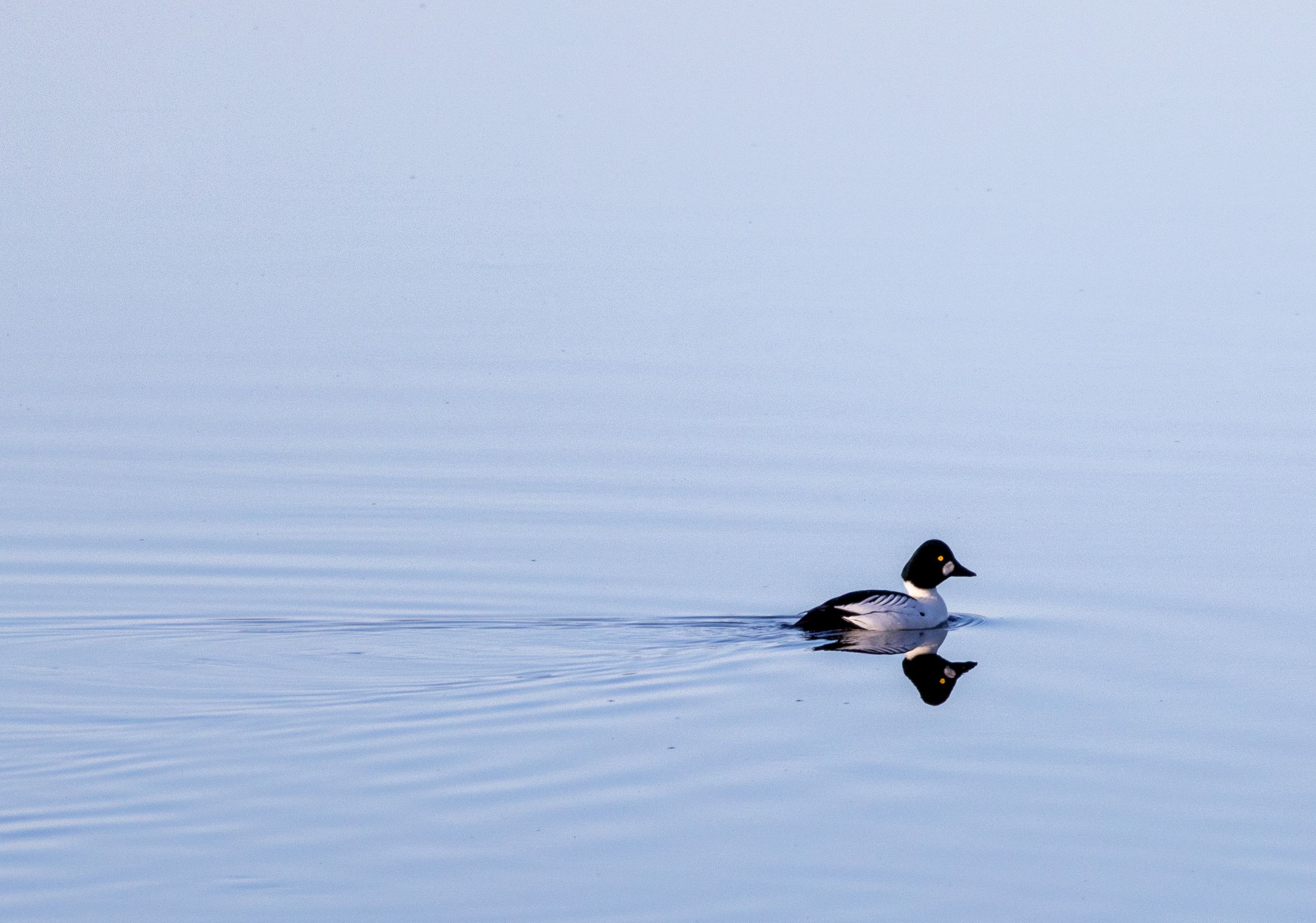 NORLING Fishing - Photography