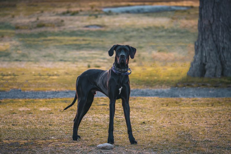 Great Dane Photos, Download The BEST Free Great Dane Stock Photos & HD ...