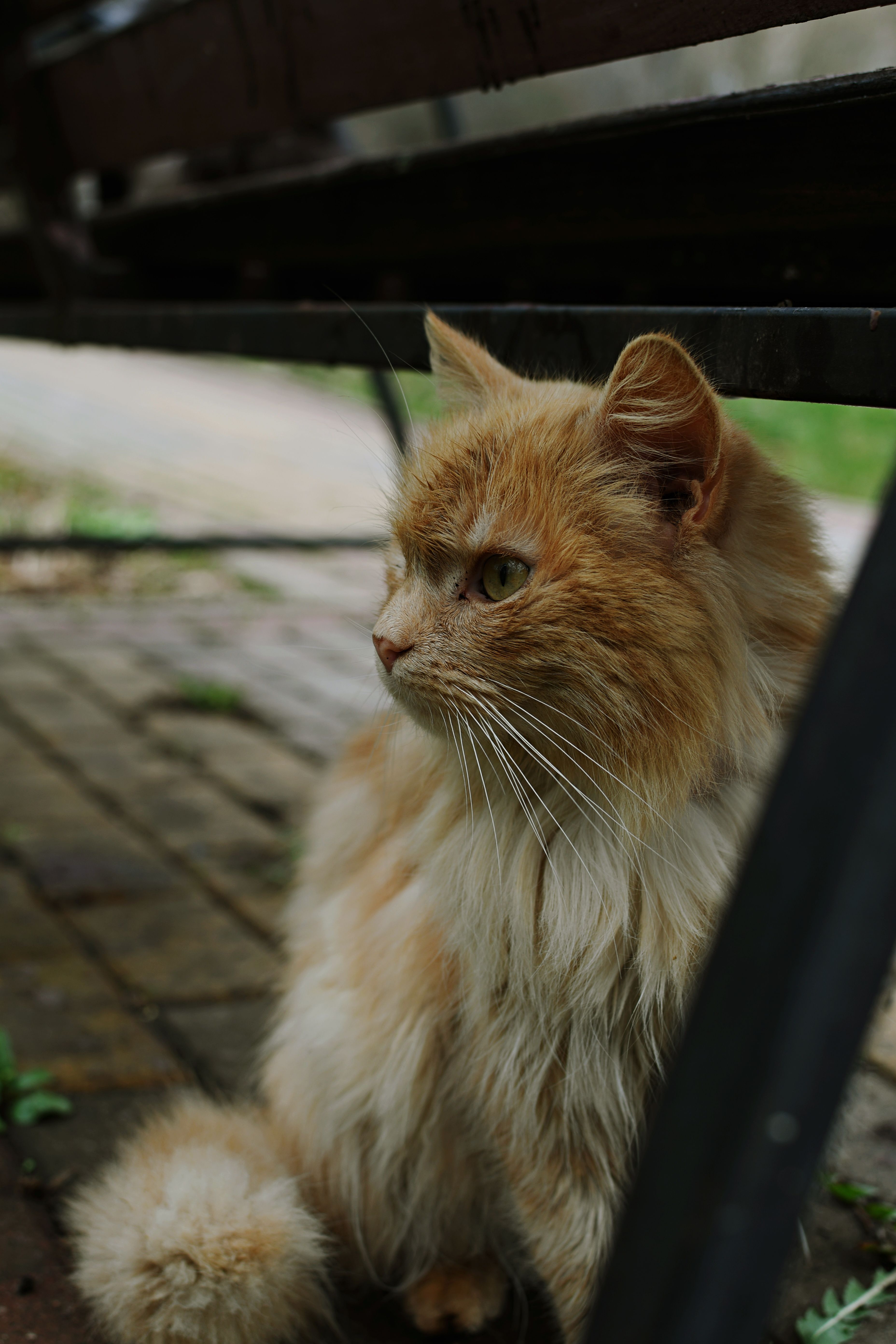 Portrait of a Brown Cat Sitting under a Park Bench · Free Stock Photo