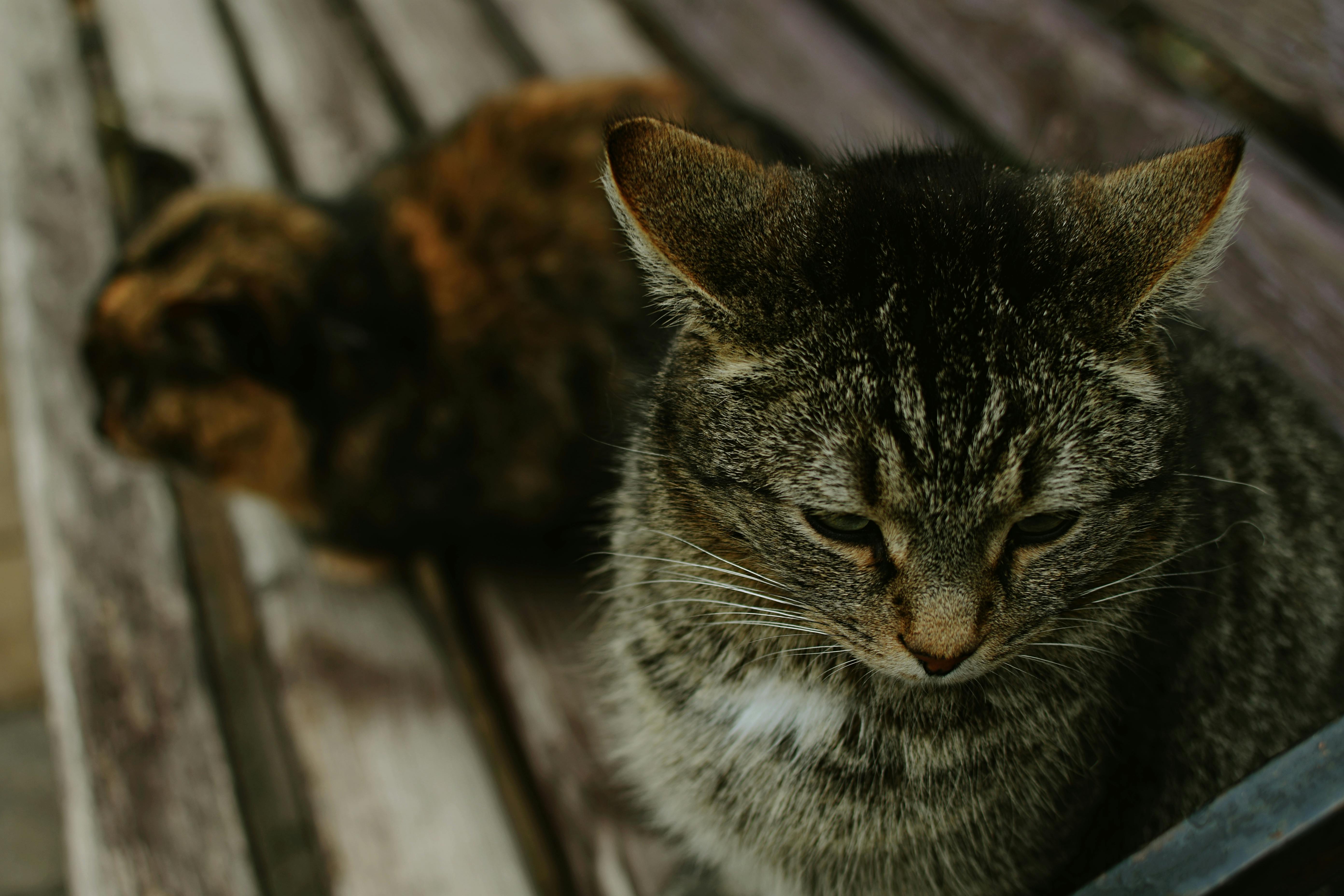 Two Cats Sitting on a Wooden Bench · Free Stock Photo