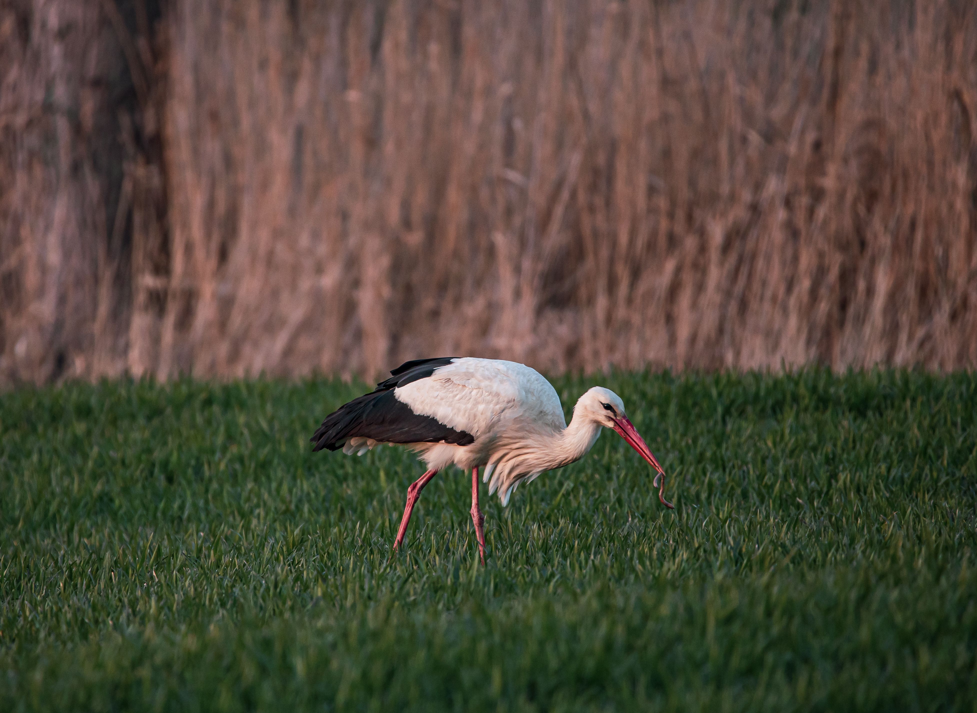 White Stork with Worm in Beak Walking on Grass · Free Stock Photo