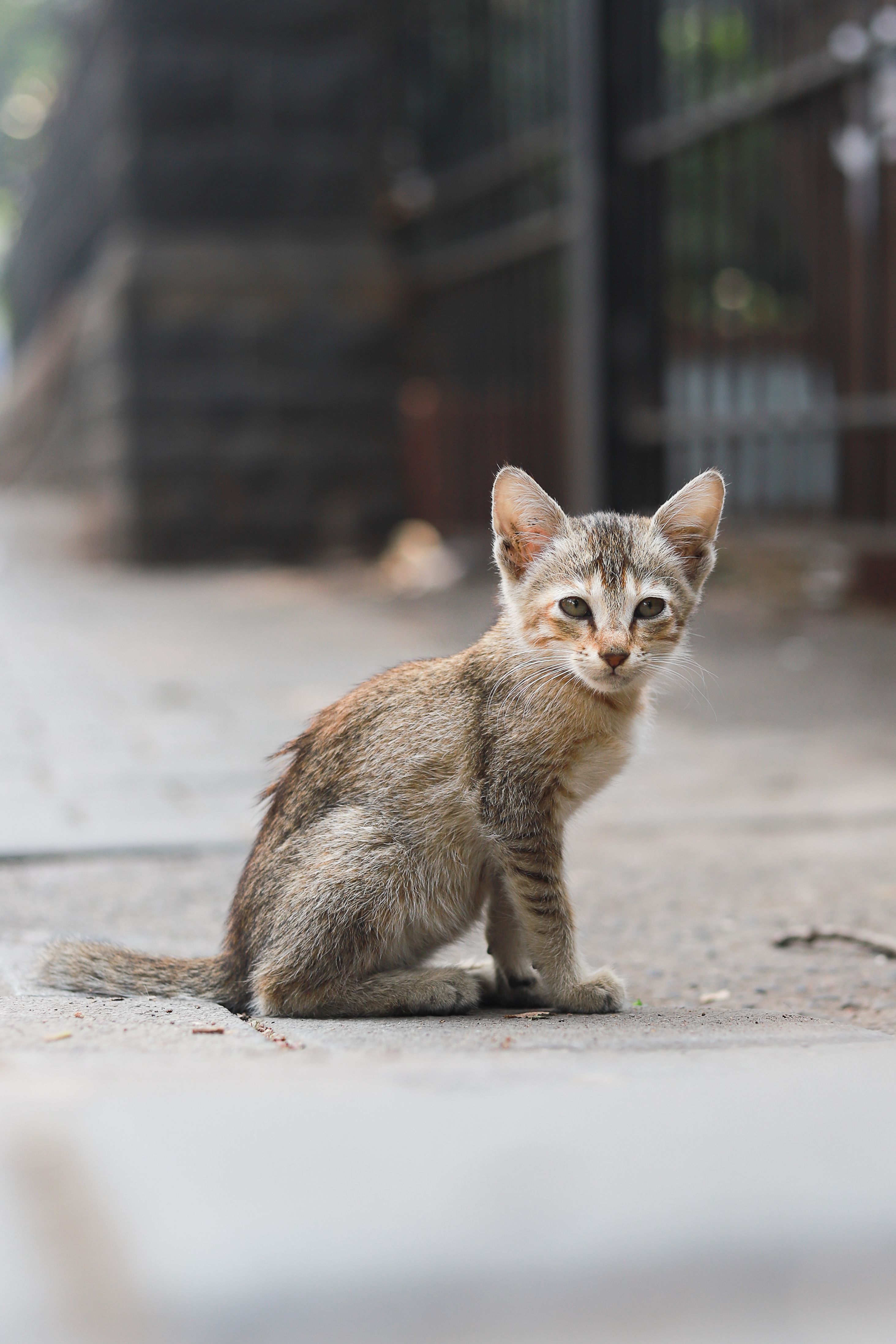 A Kitten Sitting on a Street · Free Stock Photo