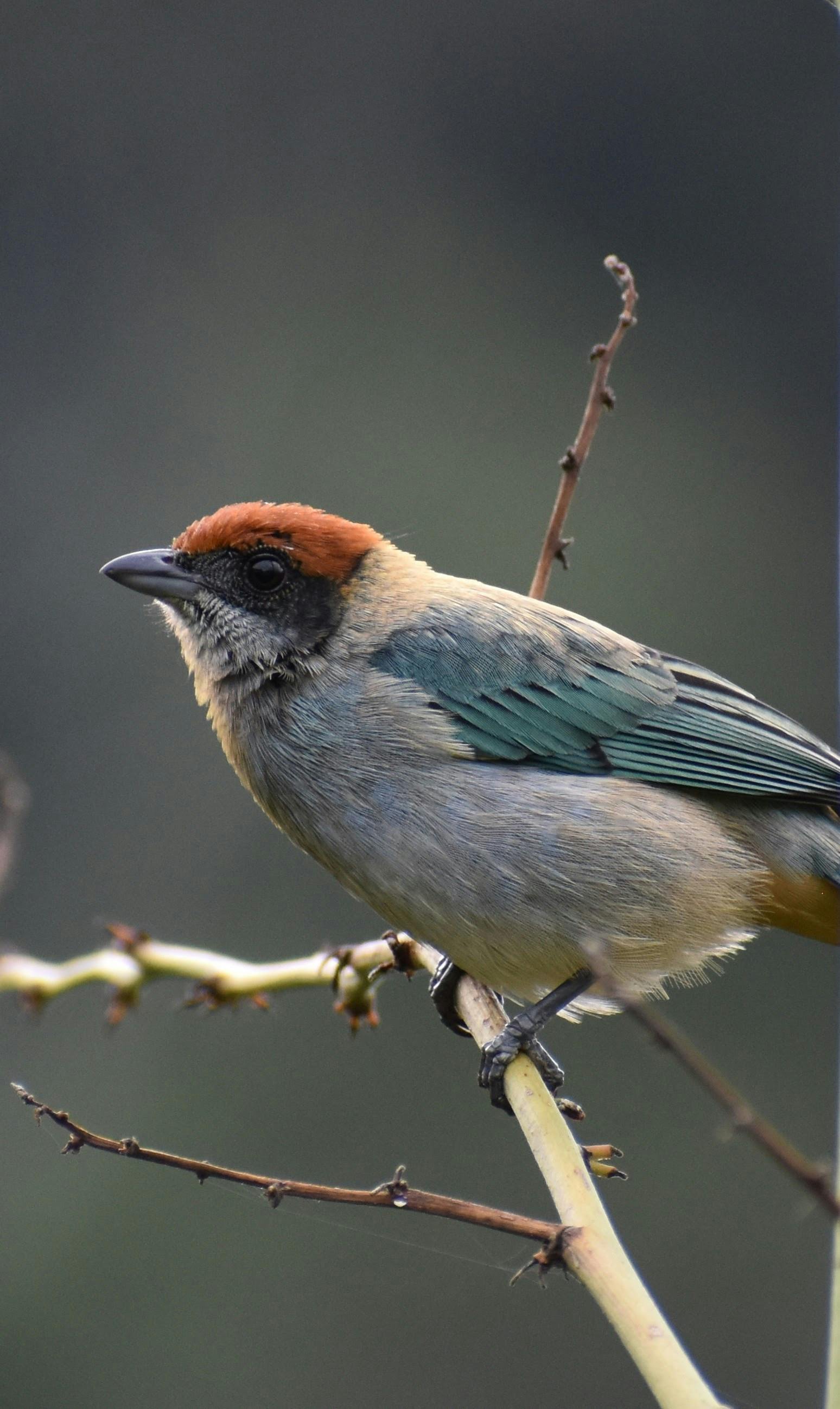 Pájaro Comiendo Photos, Download The BEST Free Pájaro Comiendo Stock ...