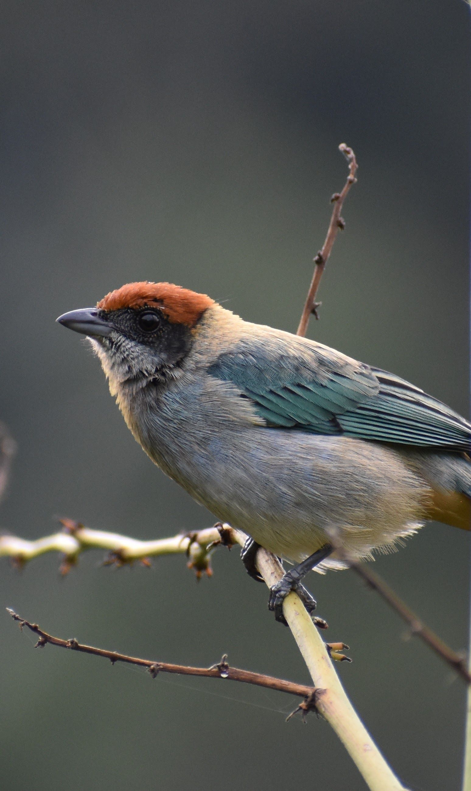 Pajaro Photos, Download The BEST Free Pajaro Stock Photos & HD Images