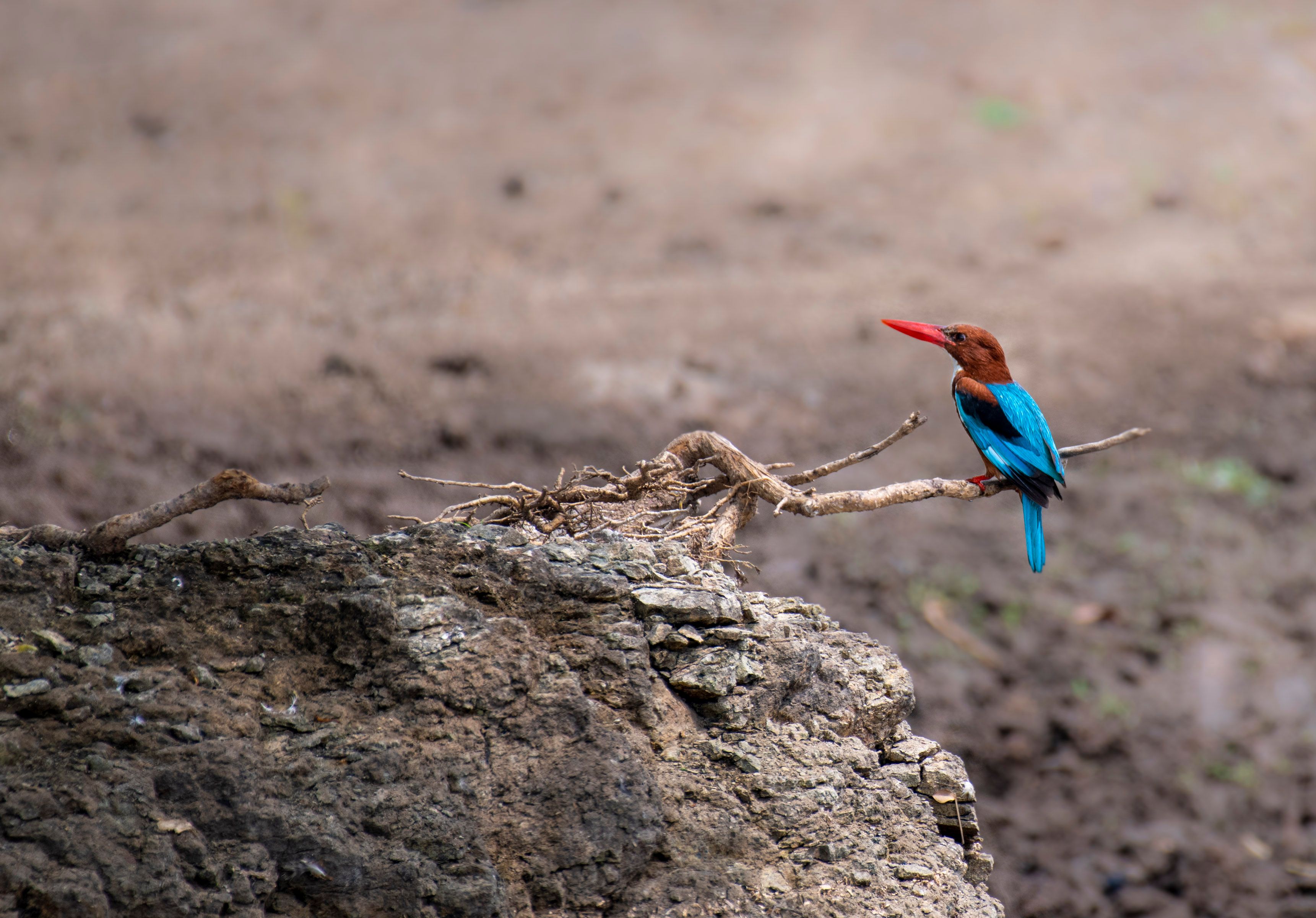 Kingfisher Bird Diving Free Stock Photo