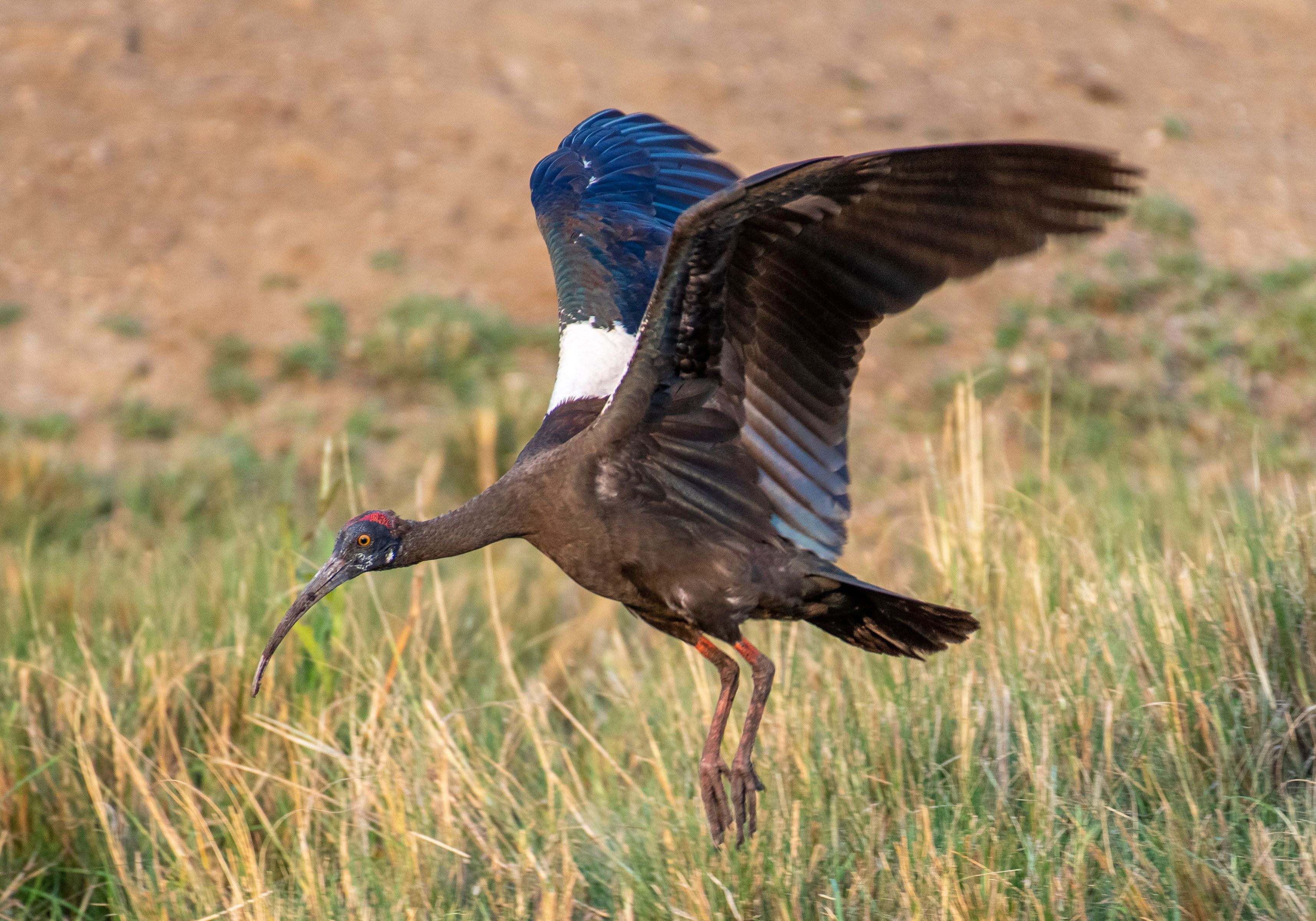 Close-up of a Bird Landing on the Meadow · Free Stock Photo