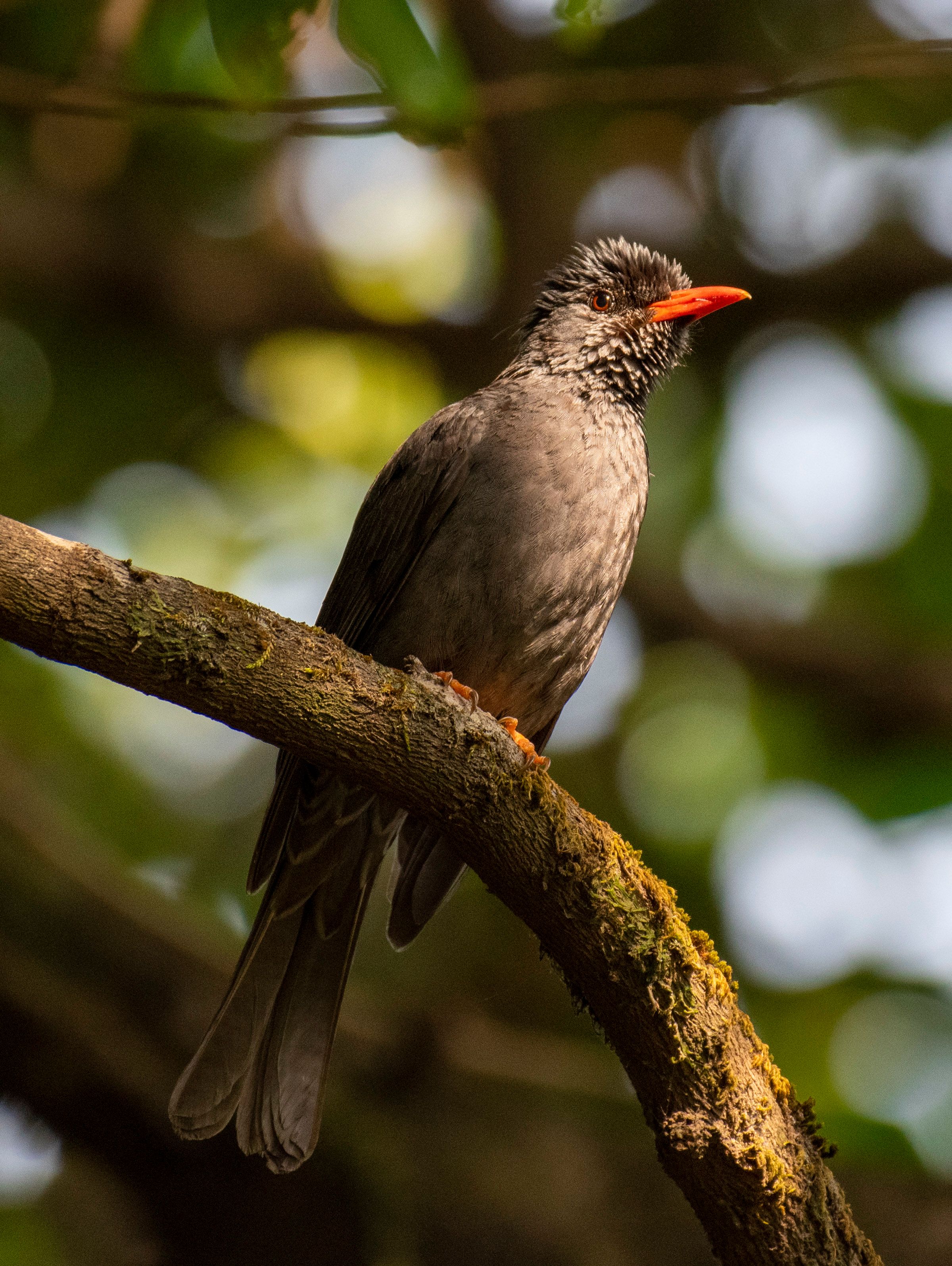 Close up of Bulbul Bird · Free Stock Photo