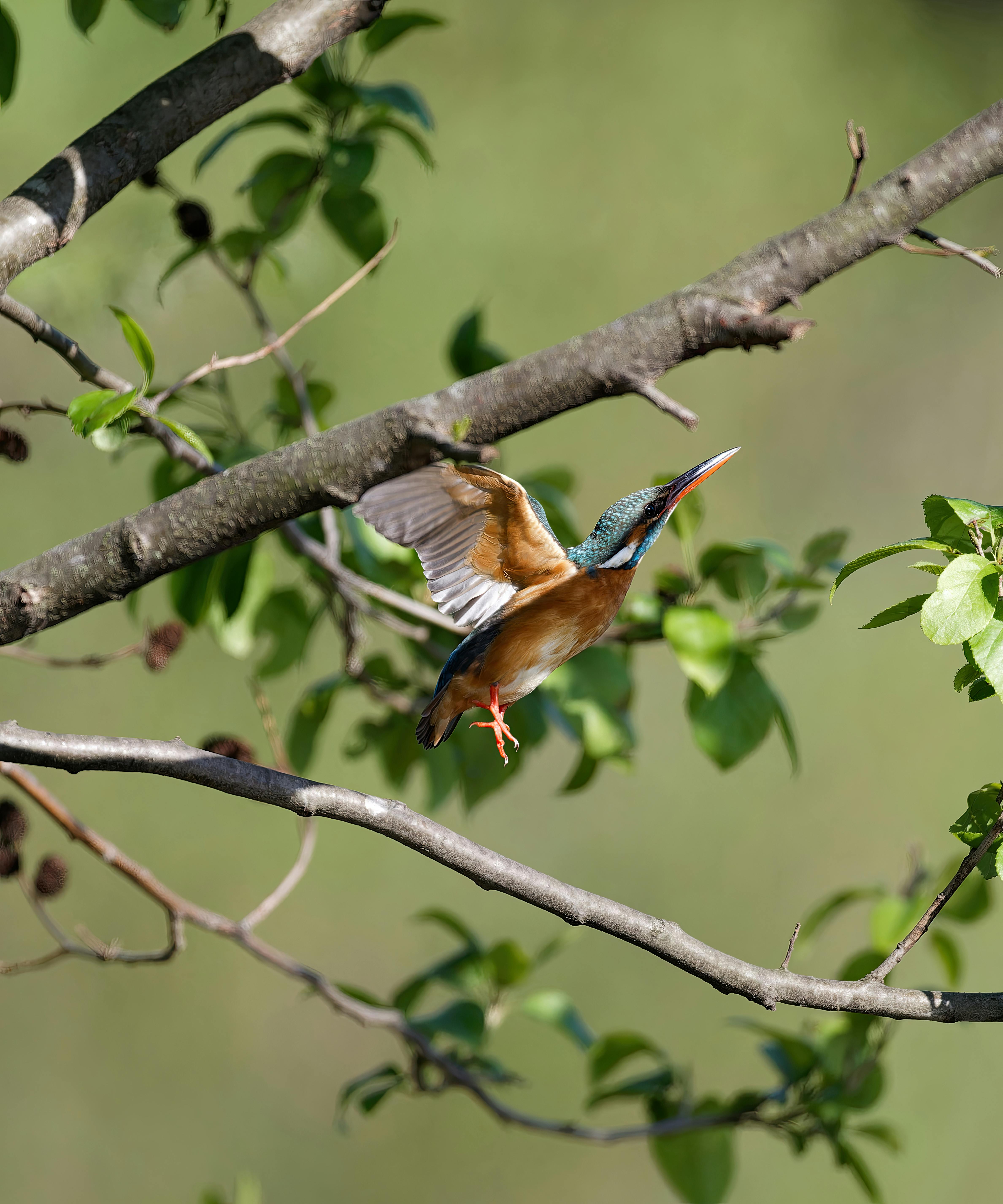 Close-up of a Flying Bird · Free Stock Photo