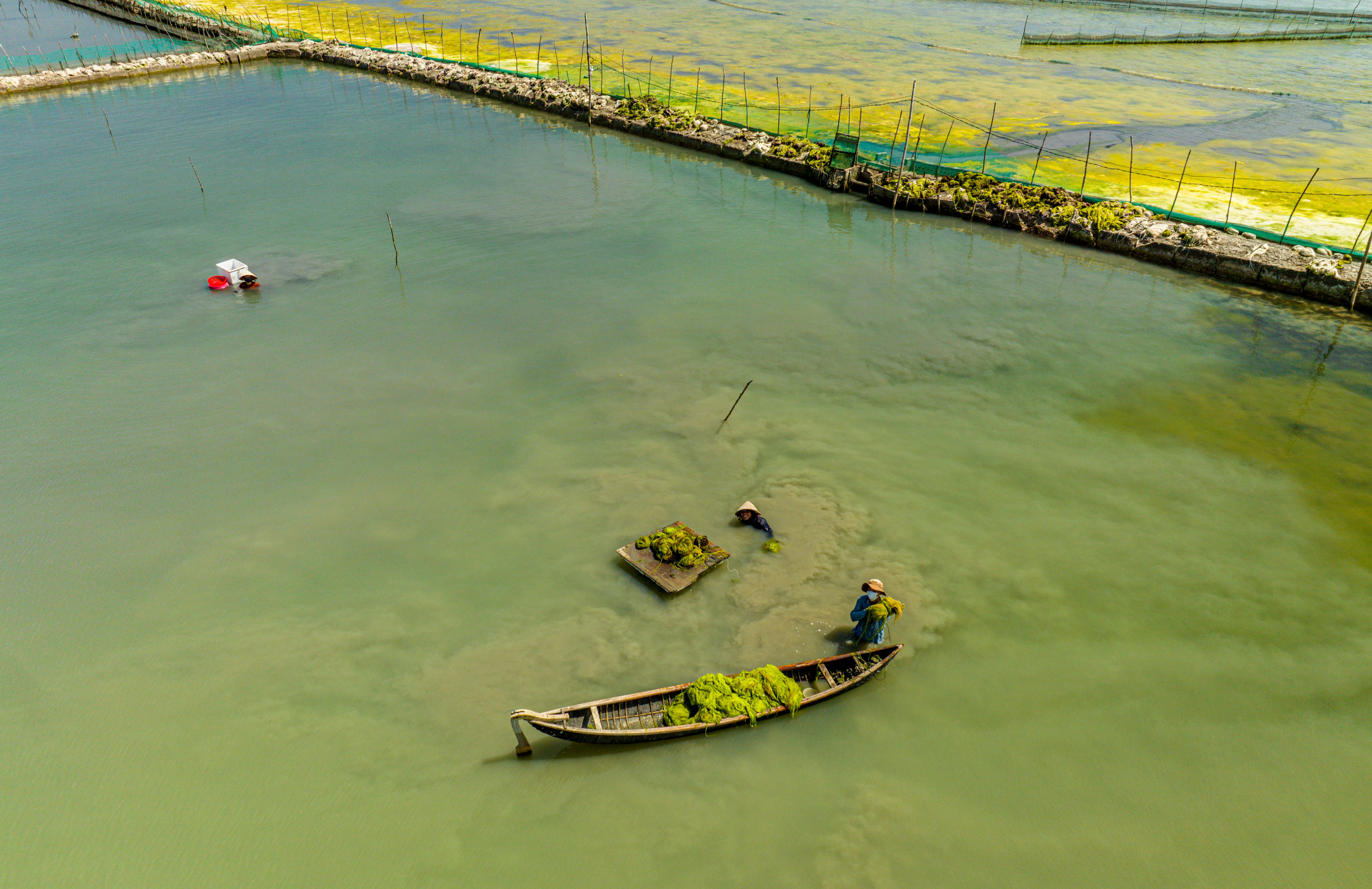 People with Canoe Boats Gathering Seaweed · Free Stock Photo