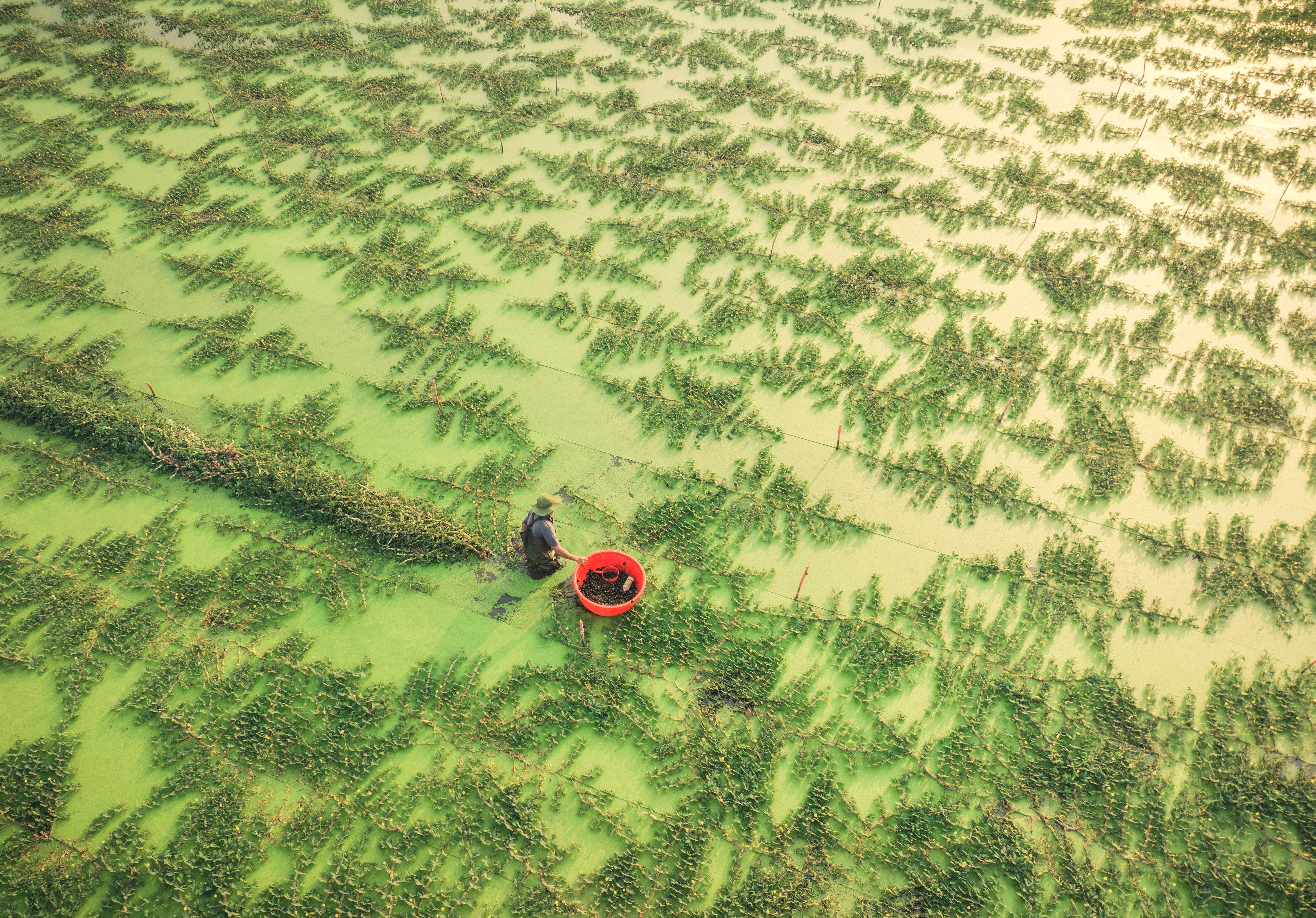 Farmer Working in the Wetland Field · Free Stock Photo