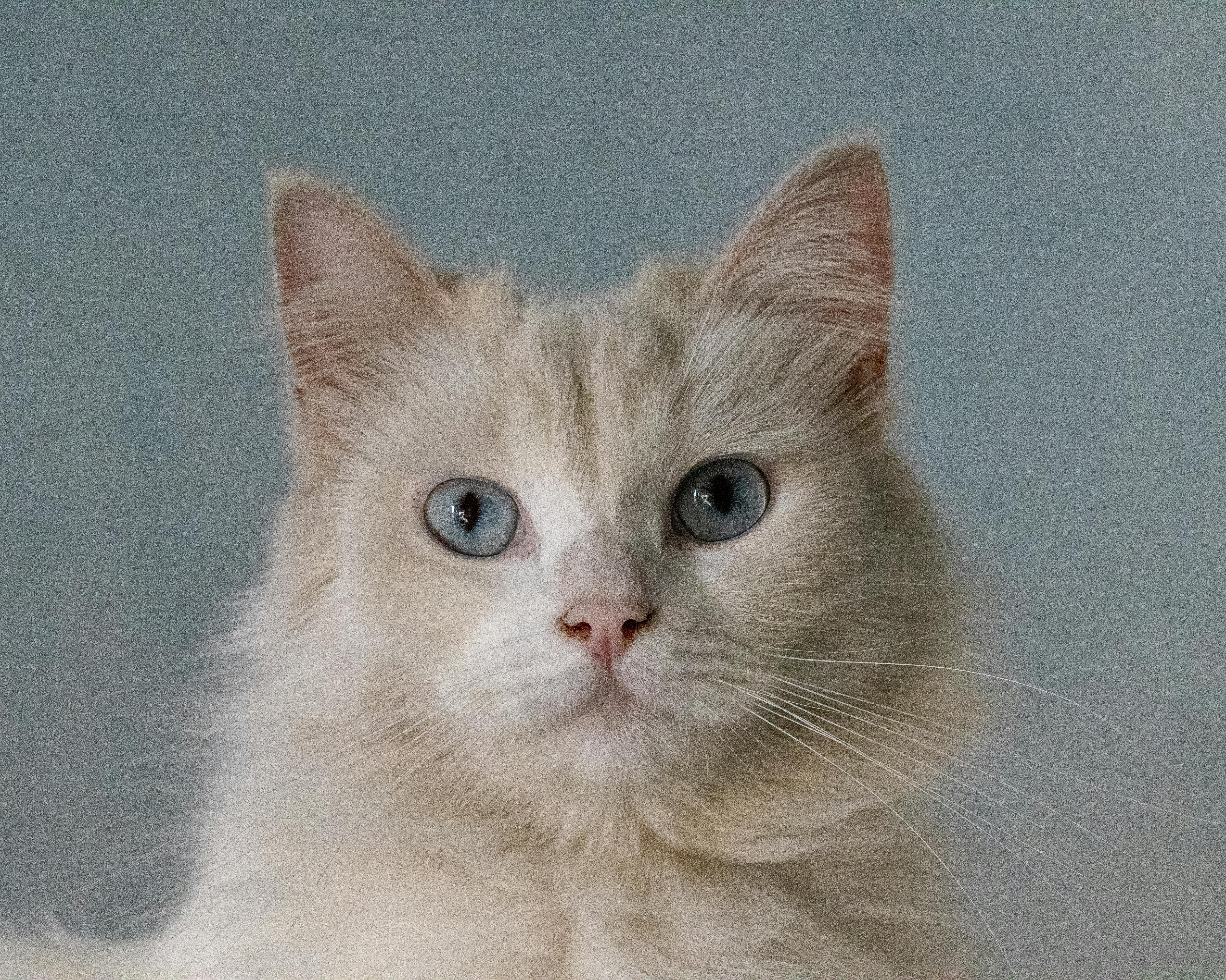 Gatinho Fofo Photos, Download The BEST Free Gatinho Fofo Stock Photos ...