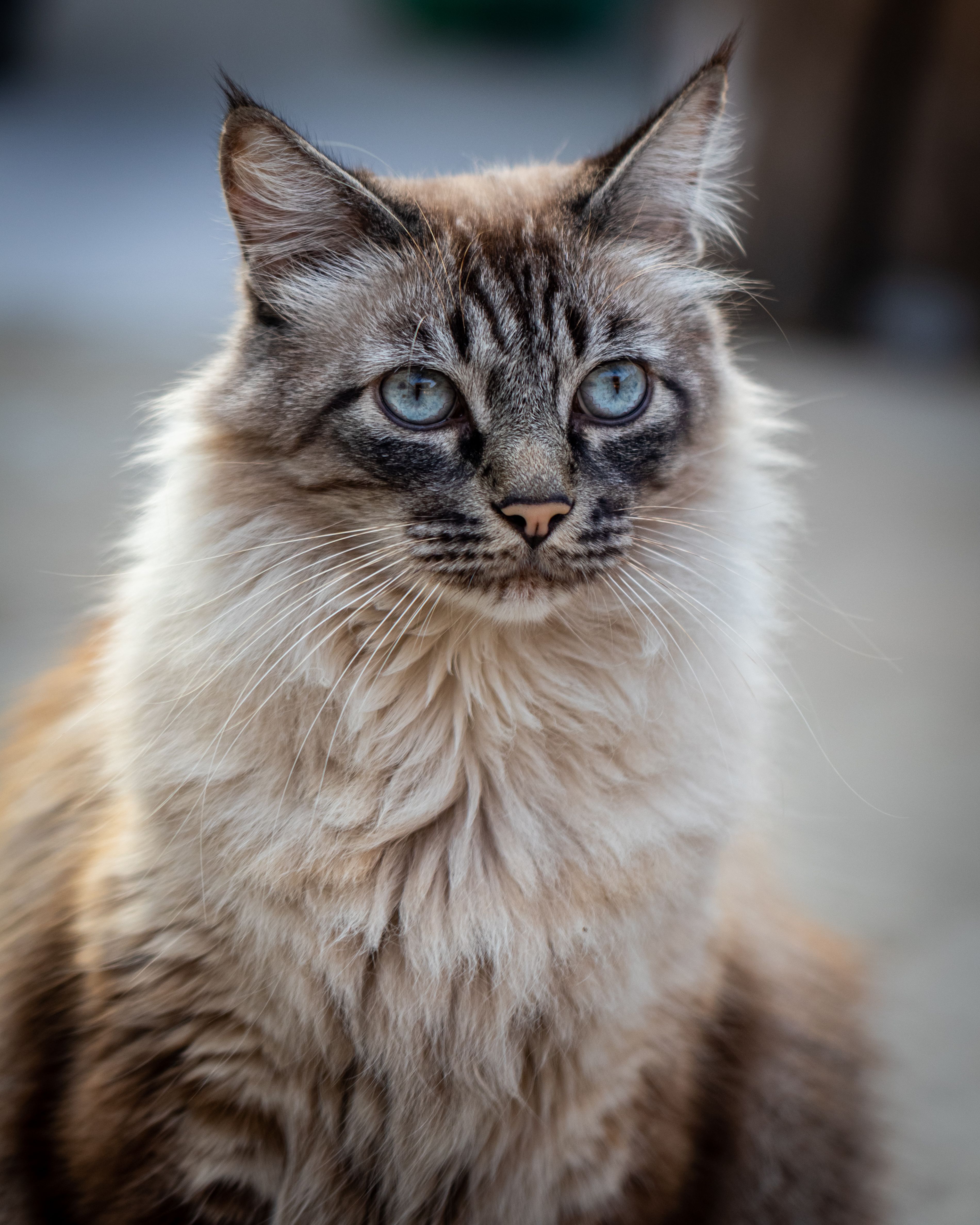 Gato Photos, Download The BEST Free Gato Stock Photos & HD Images