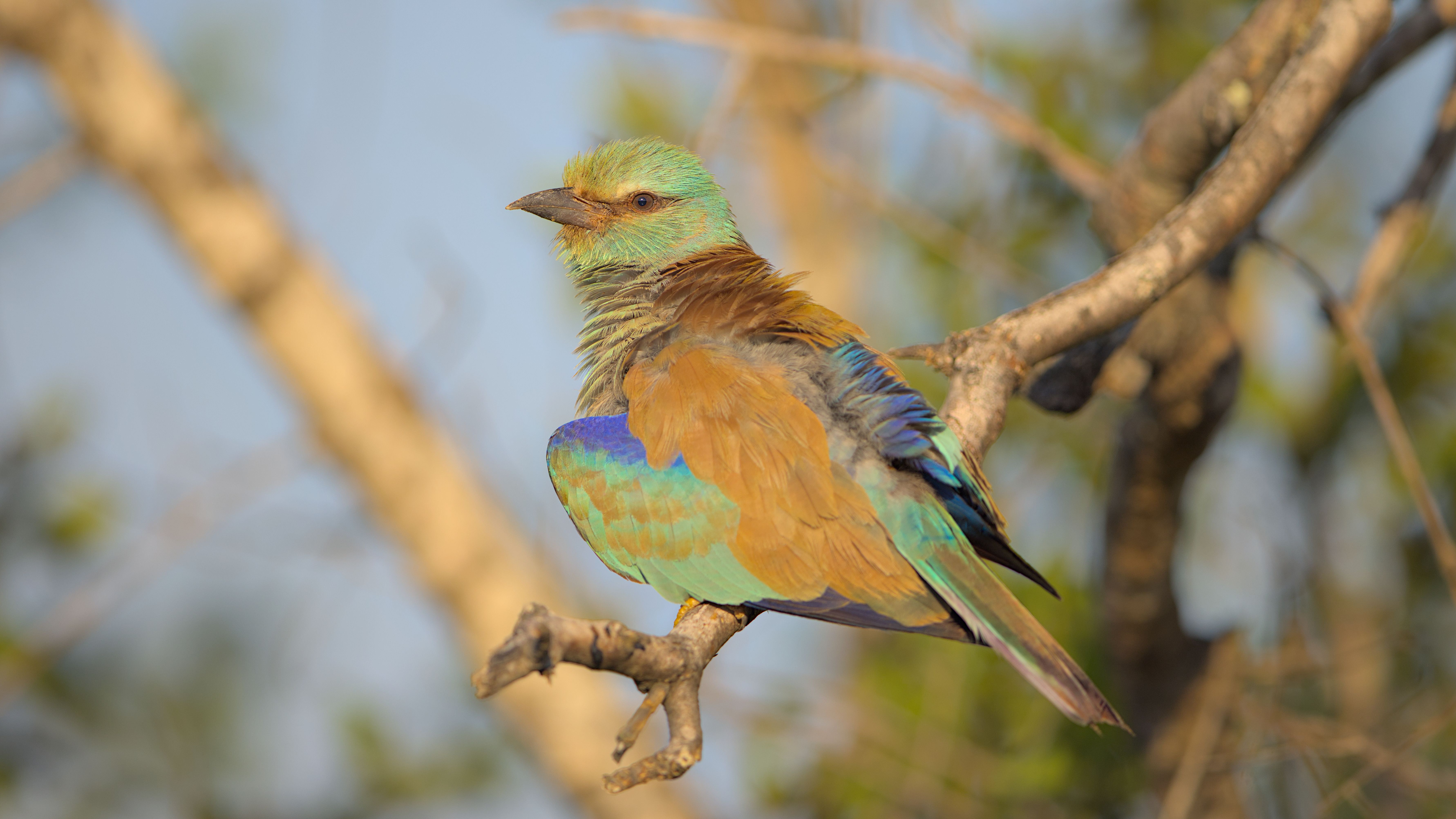 Close-up of a Bird Perching on the Branch · Free Stock Photo
