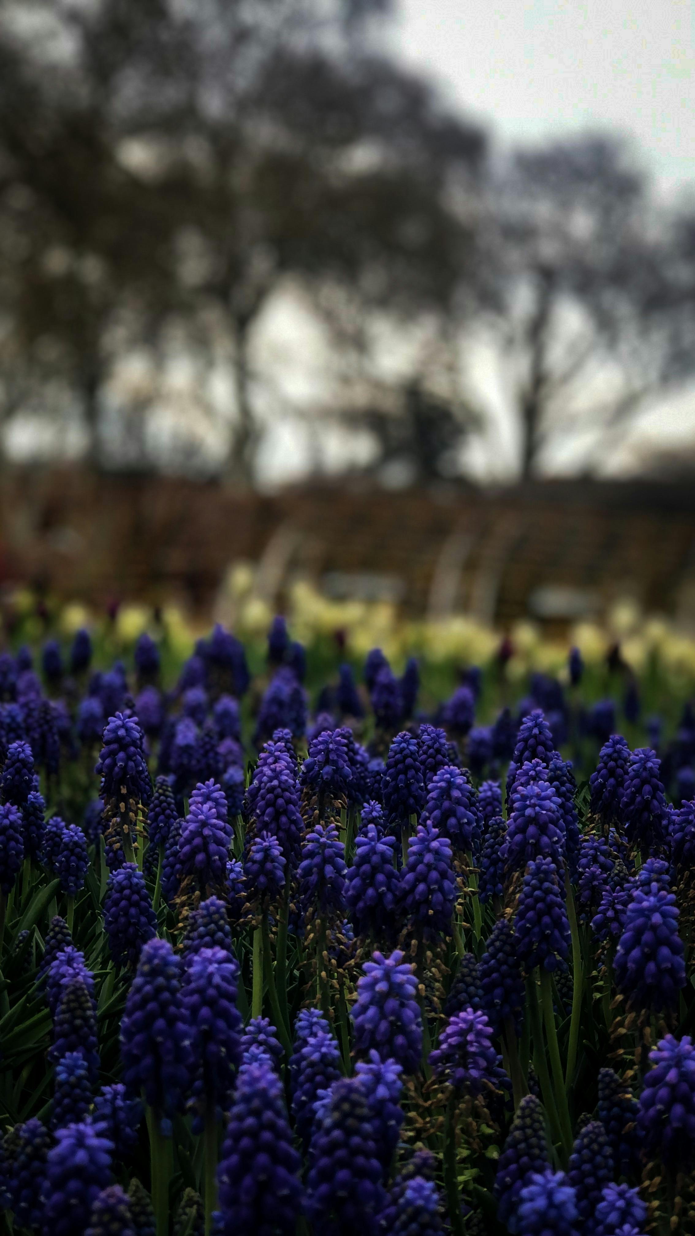 Close up of Dark Blue Flowers · Free Stock Photo