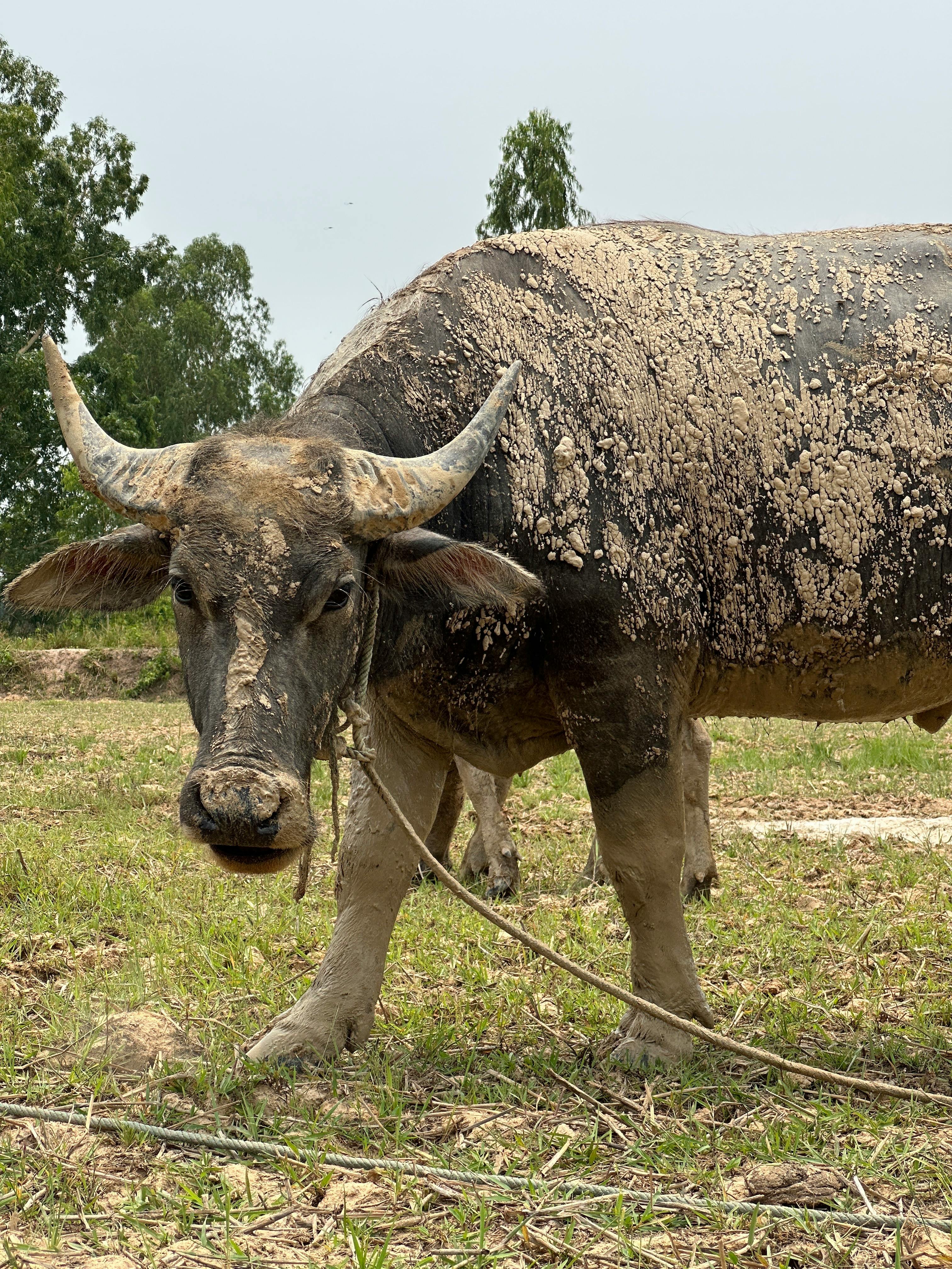 Close-up Portrait of a Water Buffalo · Free Stock Photo