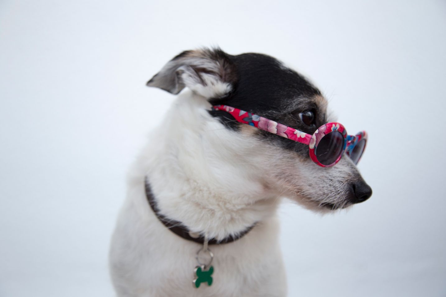 Can Dogs Catch Norovirus from Humans? Understanding the Risk