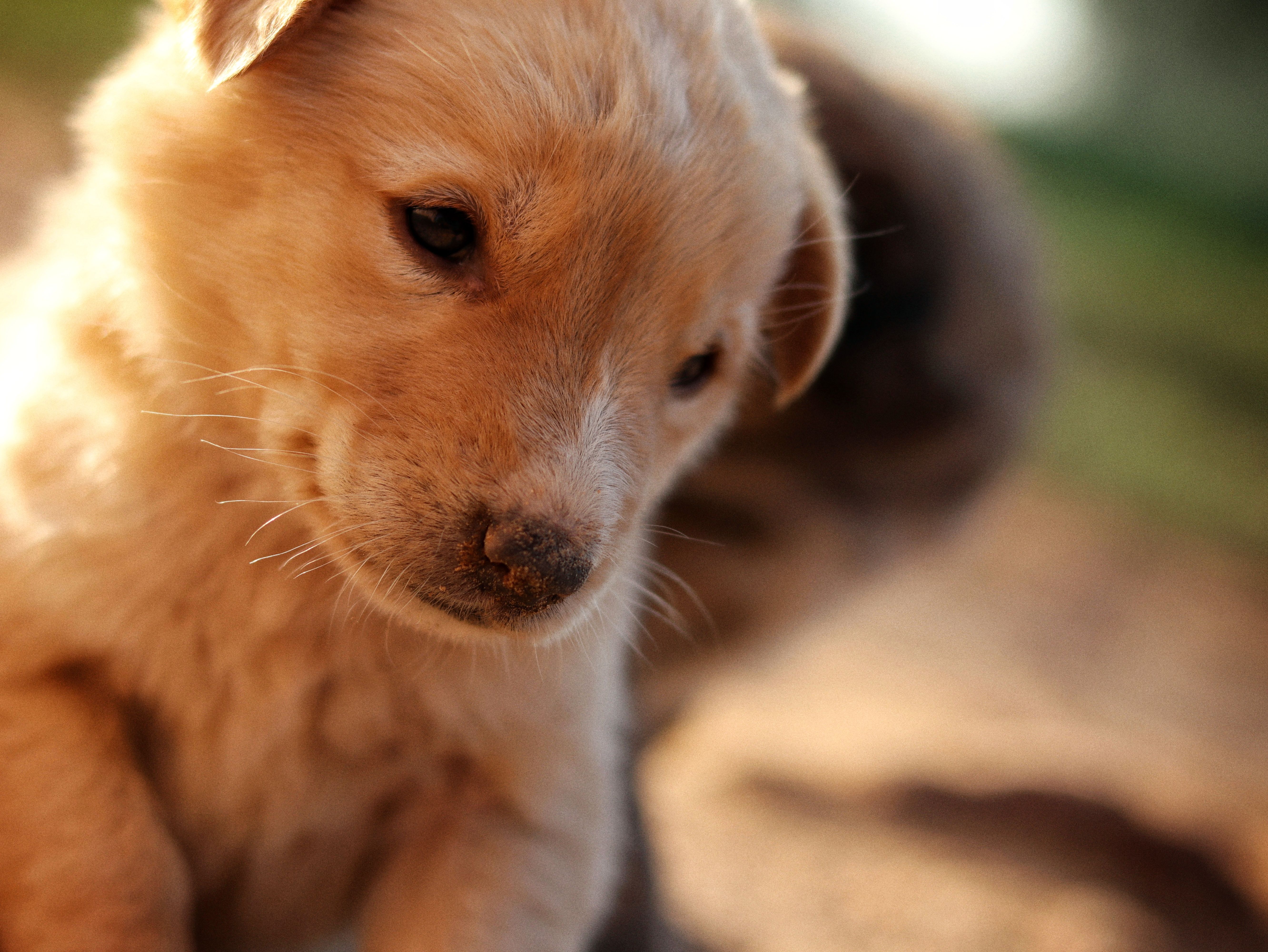 Close up of Puppy Head · Free Stock Photo