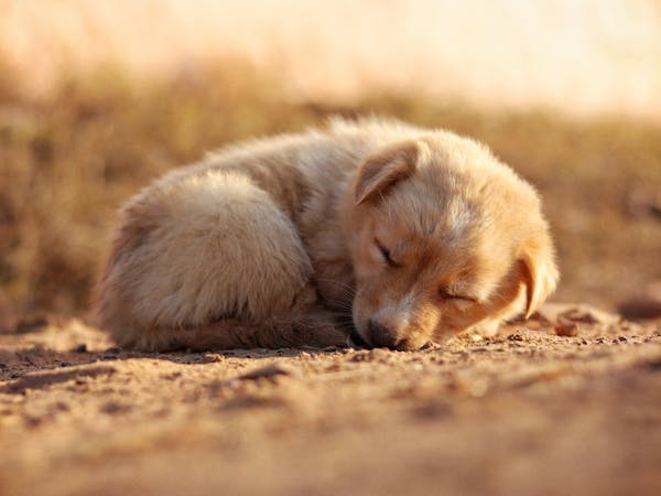Sleeping Puppy Wallpaper Photos, Download The BEST Free Sleeping Puppy ...