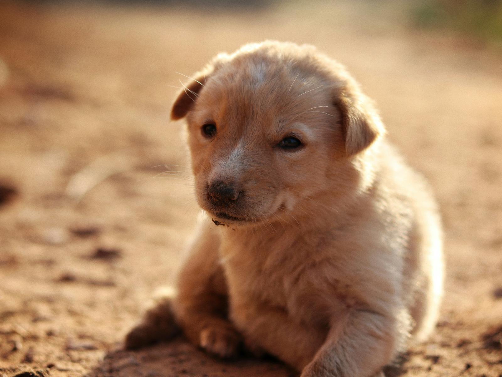 Puppy 8k Wallpaper Photos, Download The BEST Free Puppy 8k Wallpaper ...