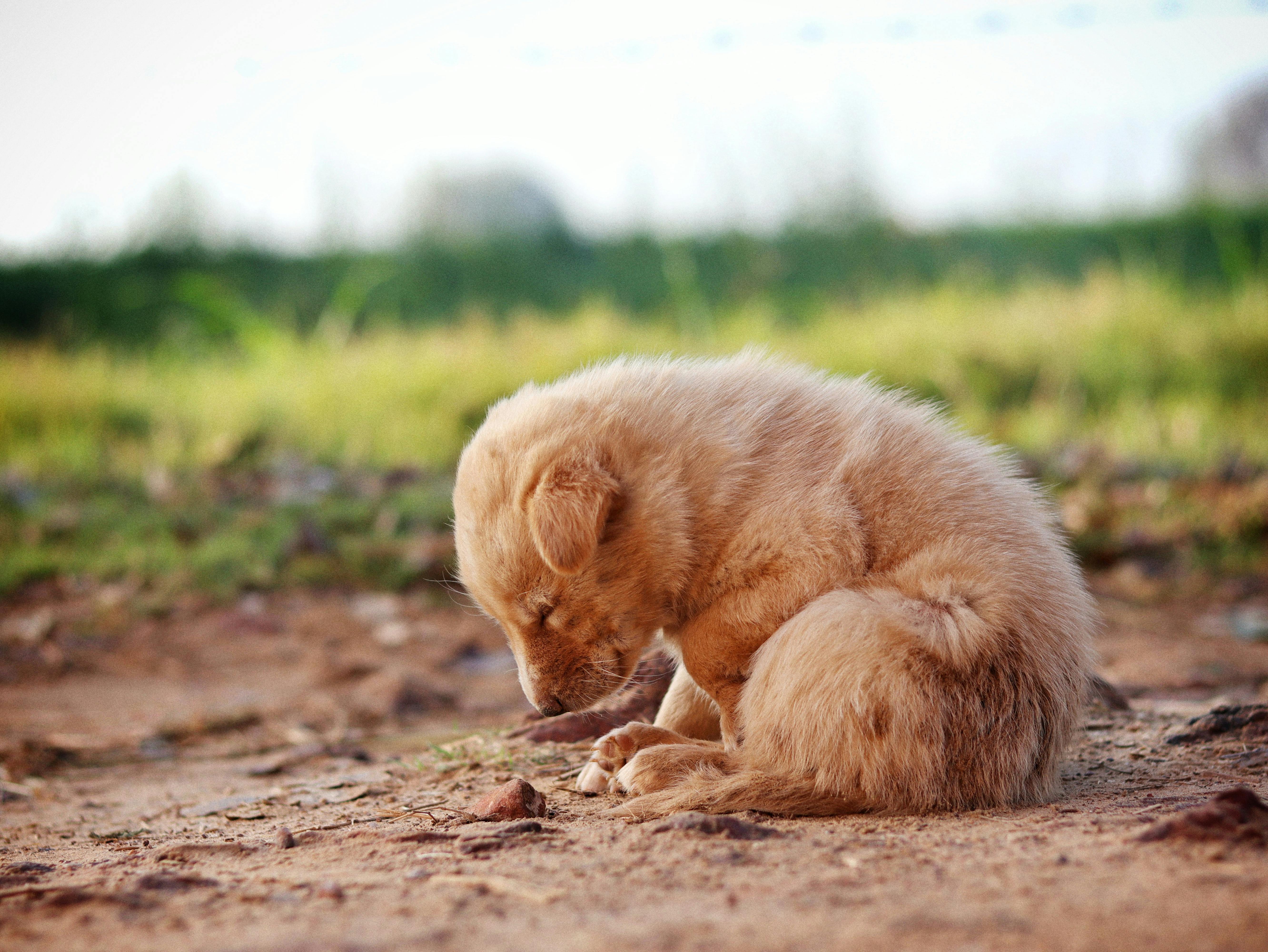 Puppy on Ground · Free Stock Photo