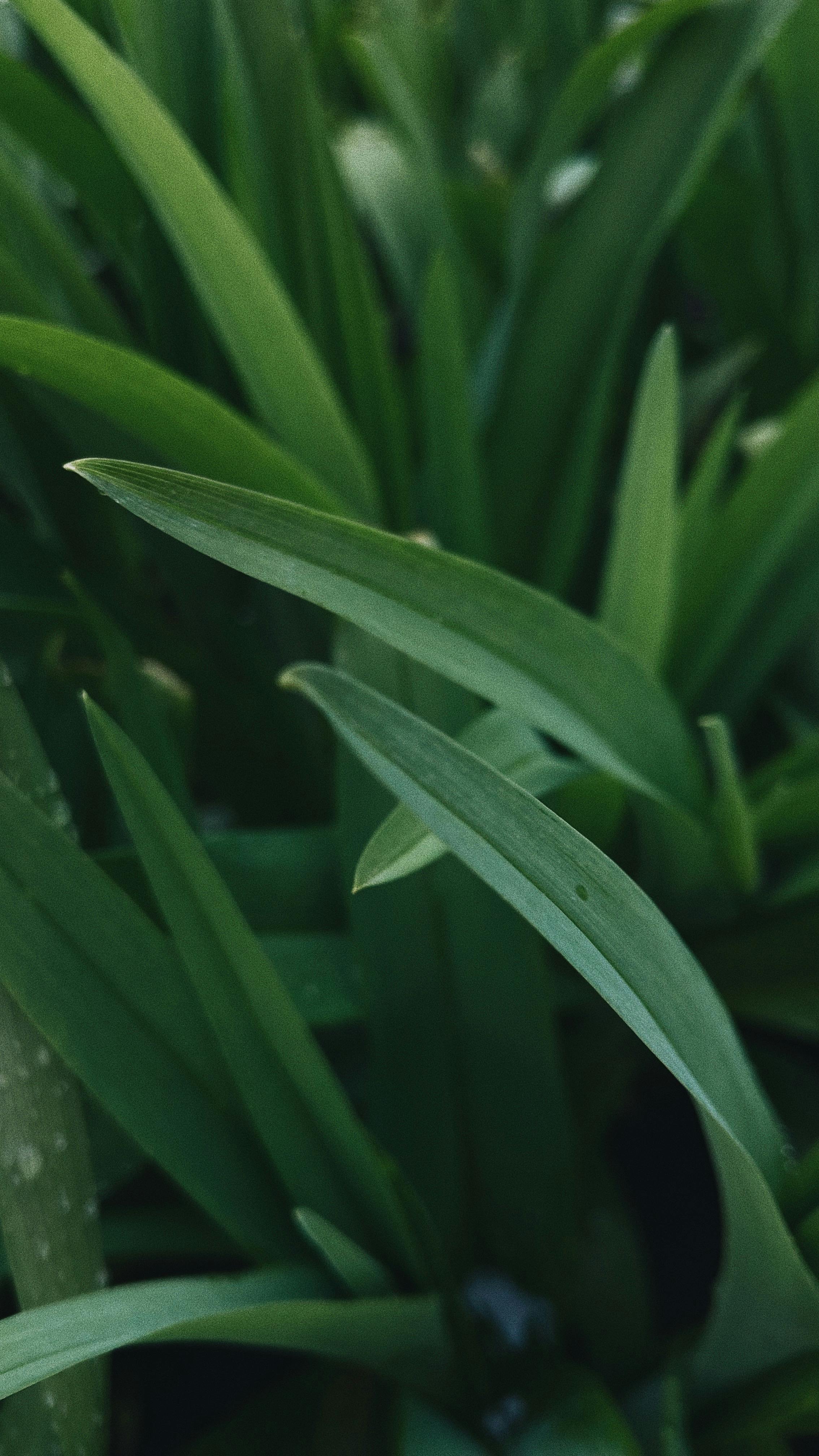 Green Tarot Plant Photos, Download The BEST Free Green Tarot Plant ...