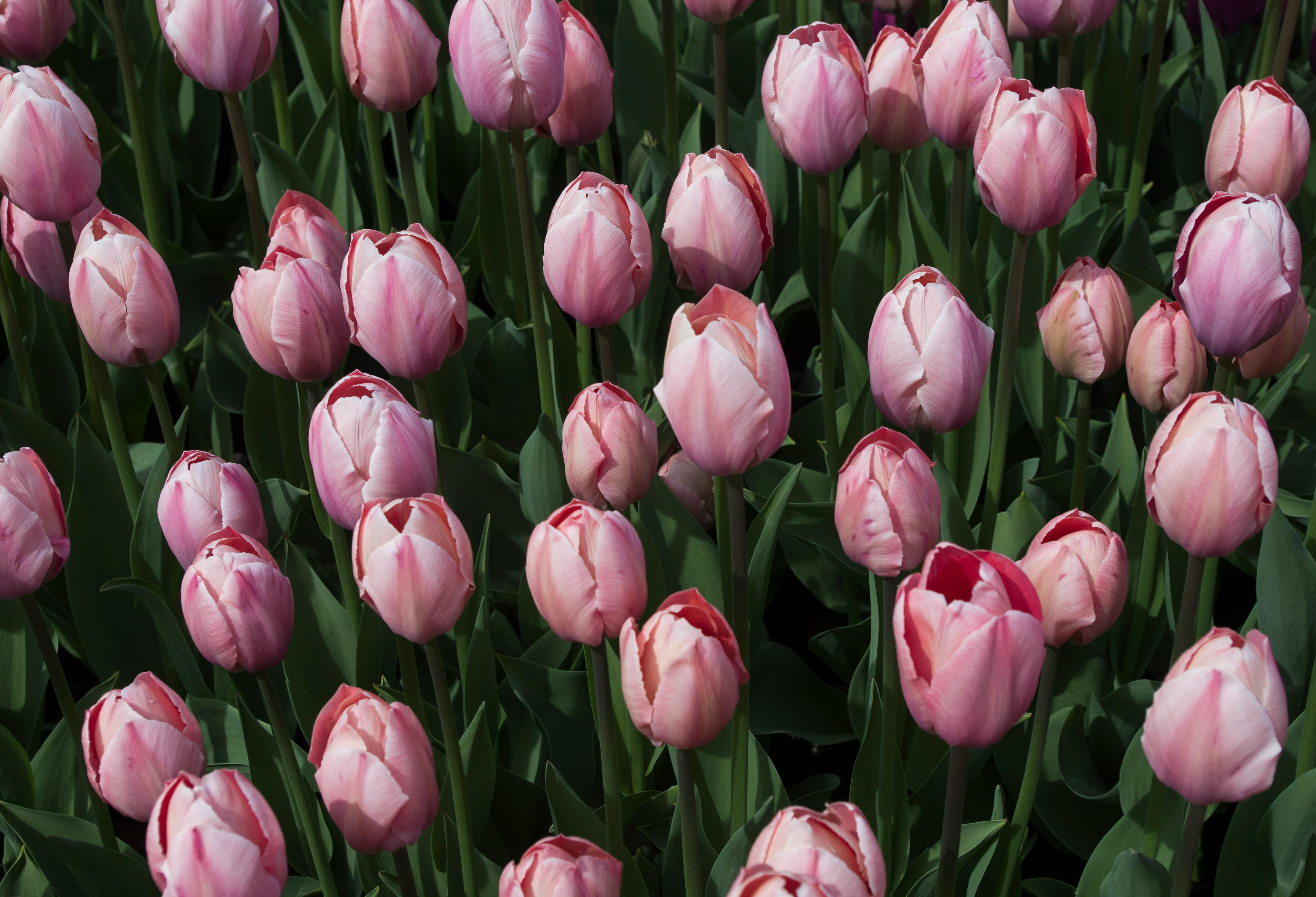 Close up of Pink Tulips · Free Stock Photo