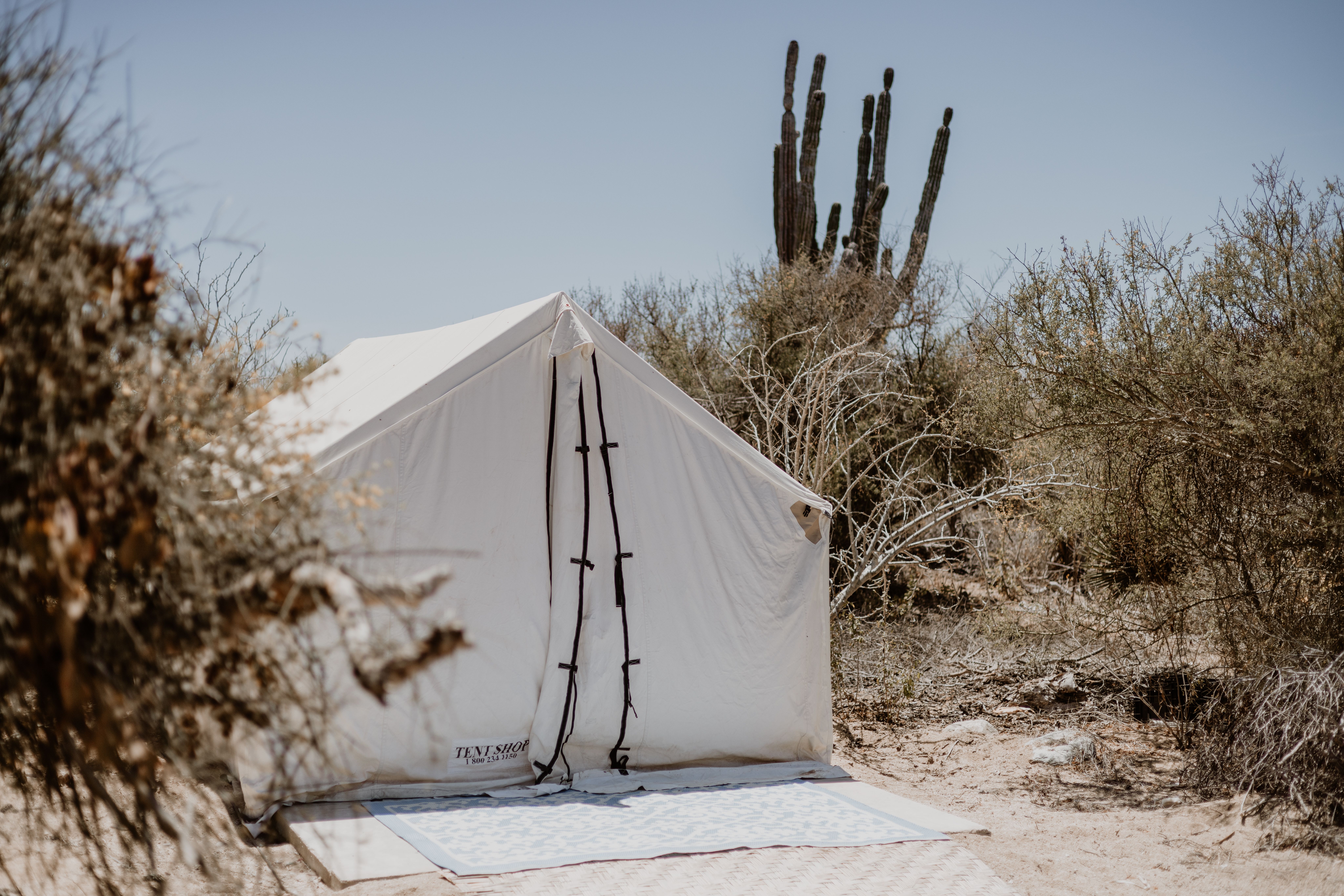 Tent among Bushes · Free Stock Photo