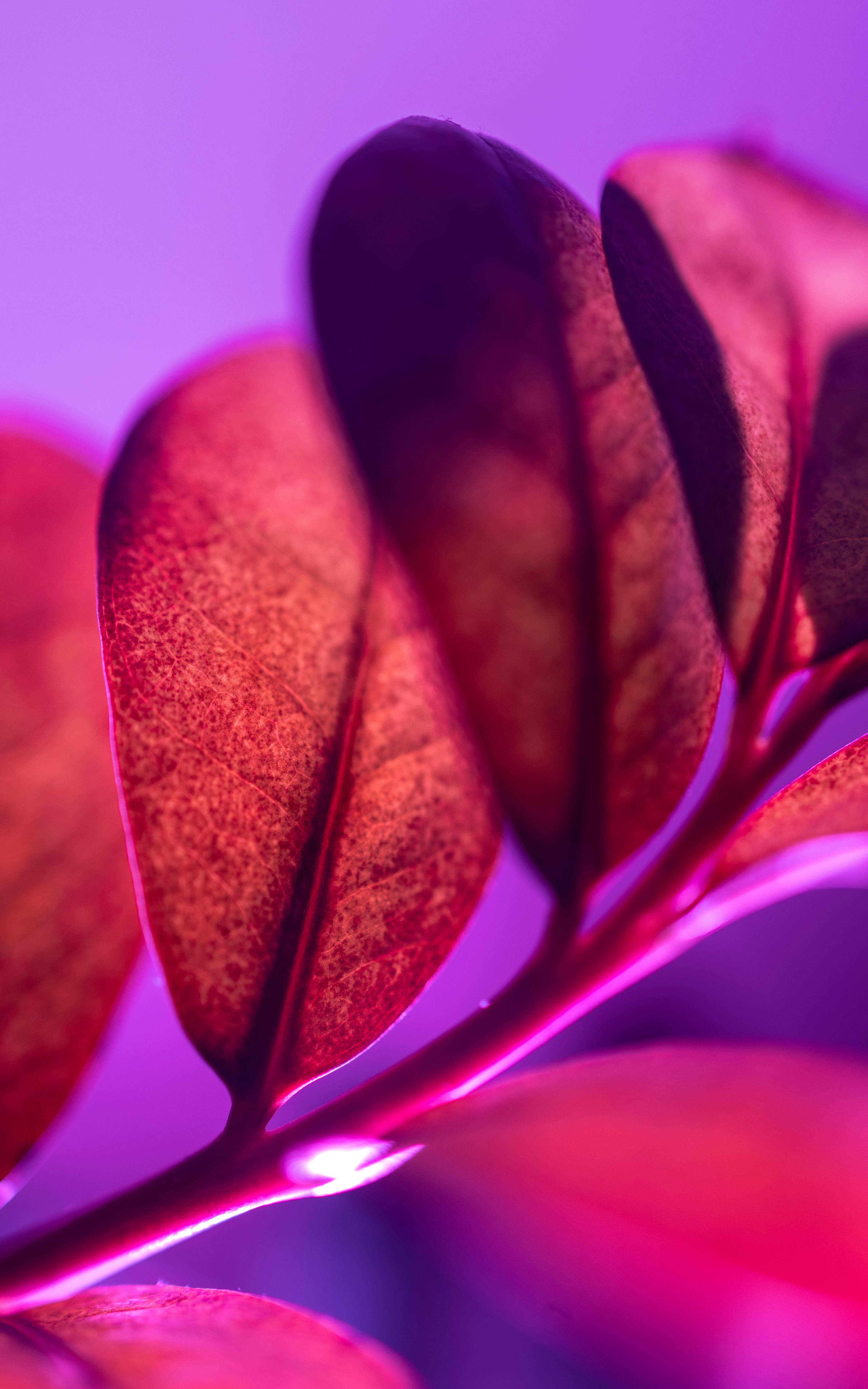 Heart Of The Raven Photos, Download The BEST Free Heart Of The Raven ...