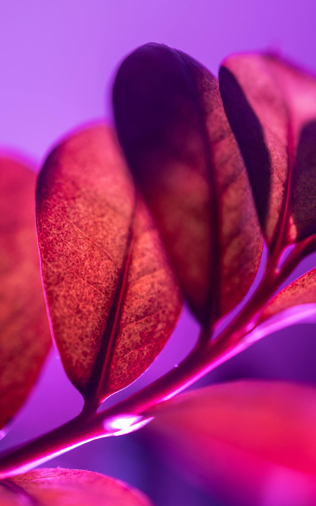 Heart Of The Raven Photos, Download The BEST Free Heart Of The Raven ...