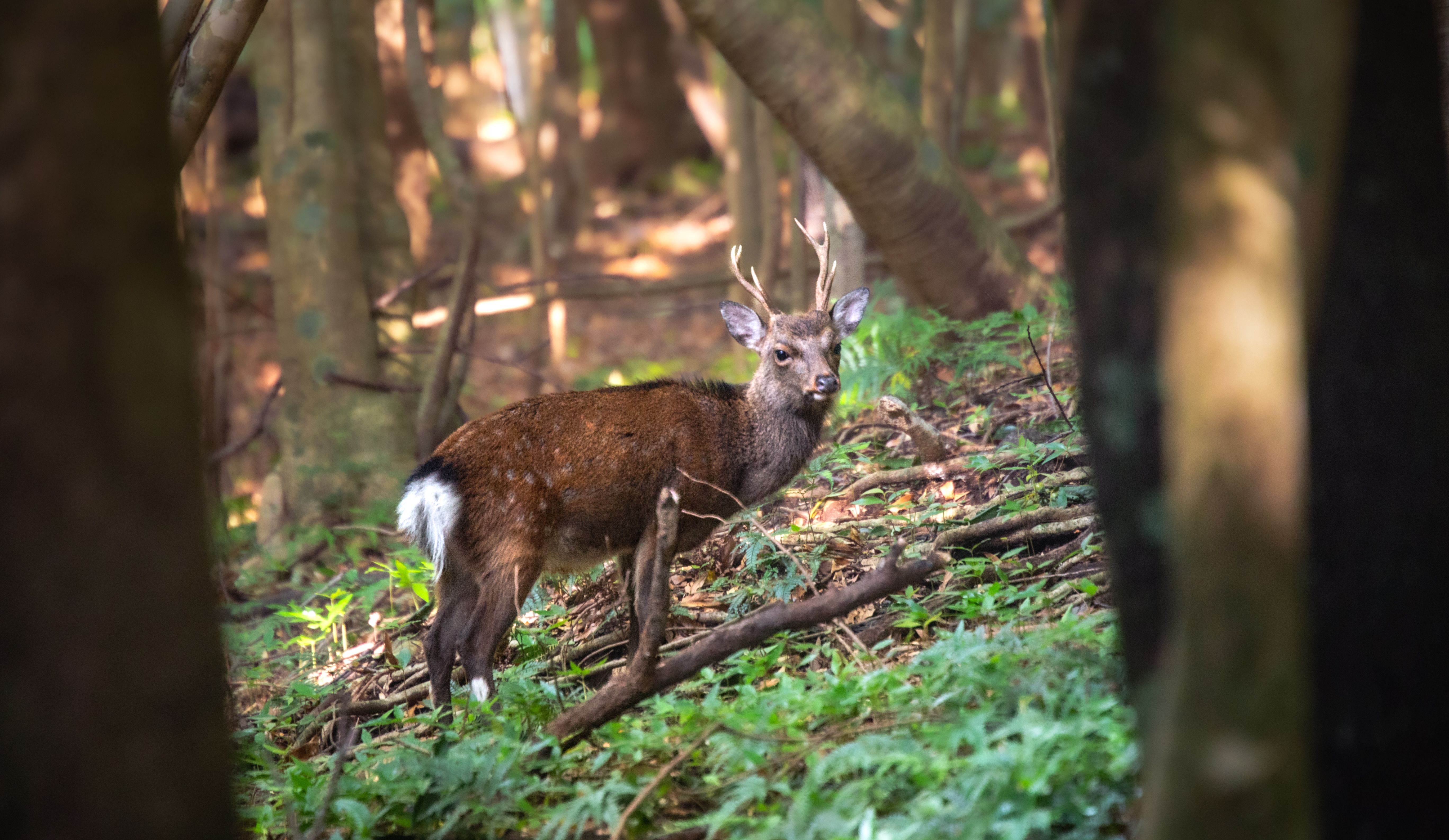 "Forest of the Deer God" · Free Stock Photo