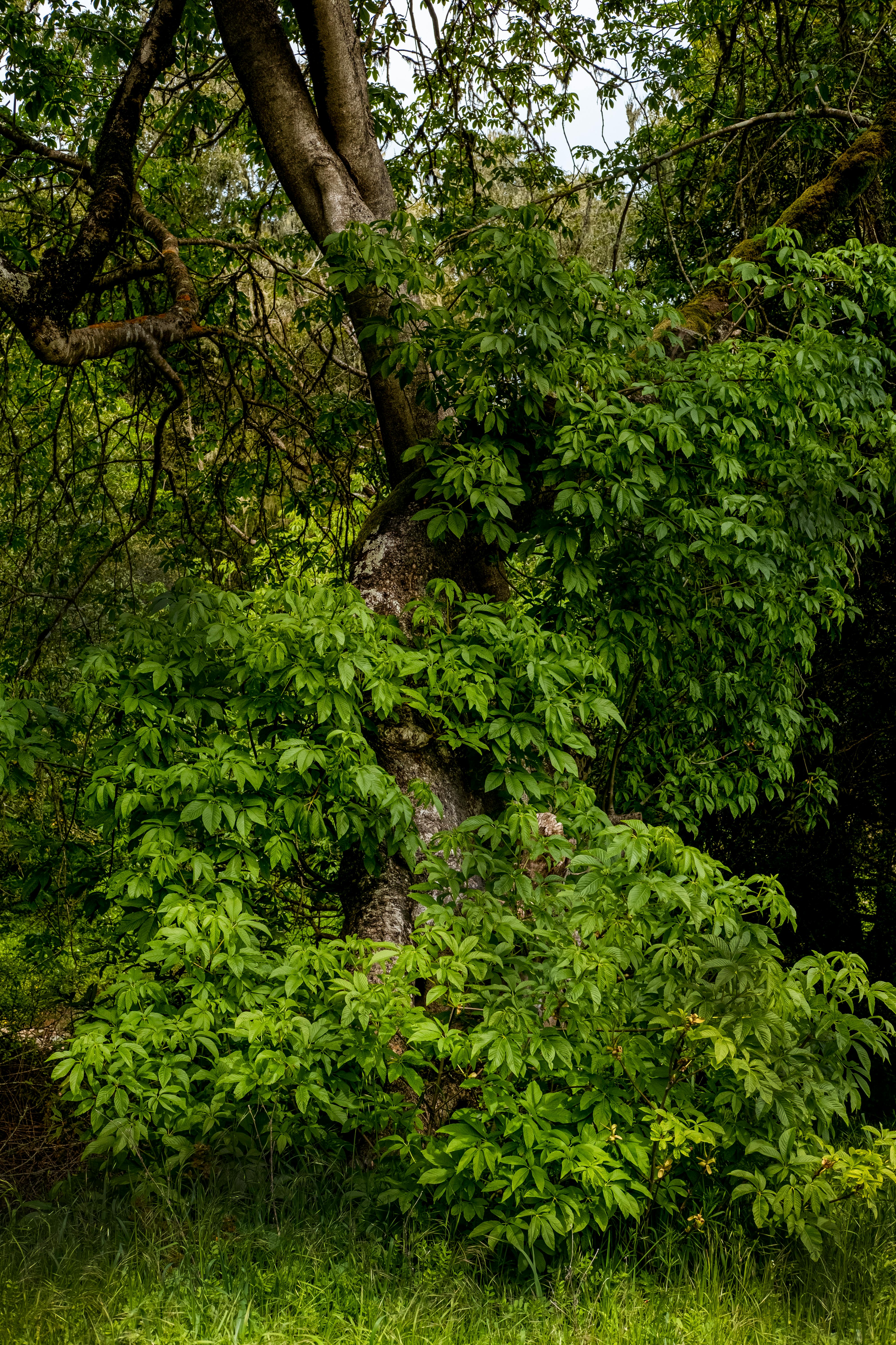 Dark Green Bushes in a Rainforest · Free Stock Photo
