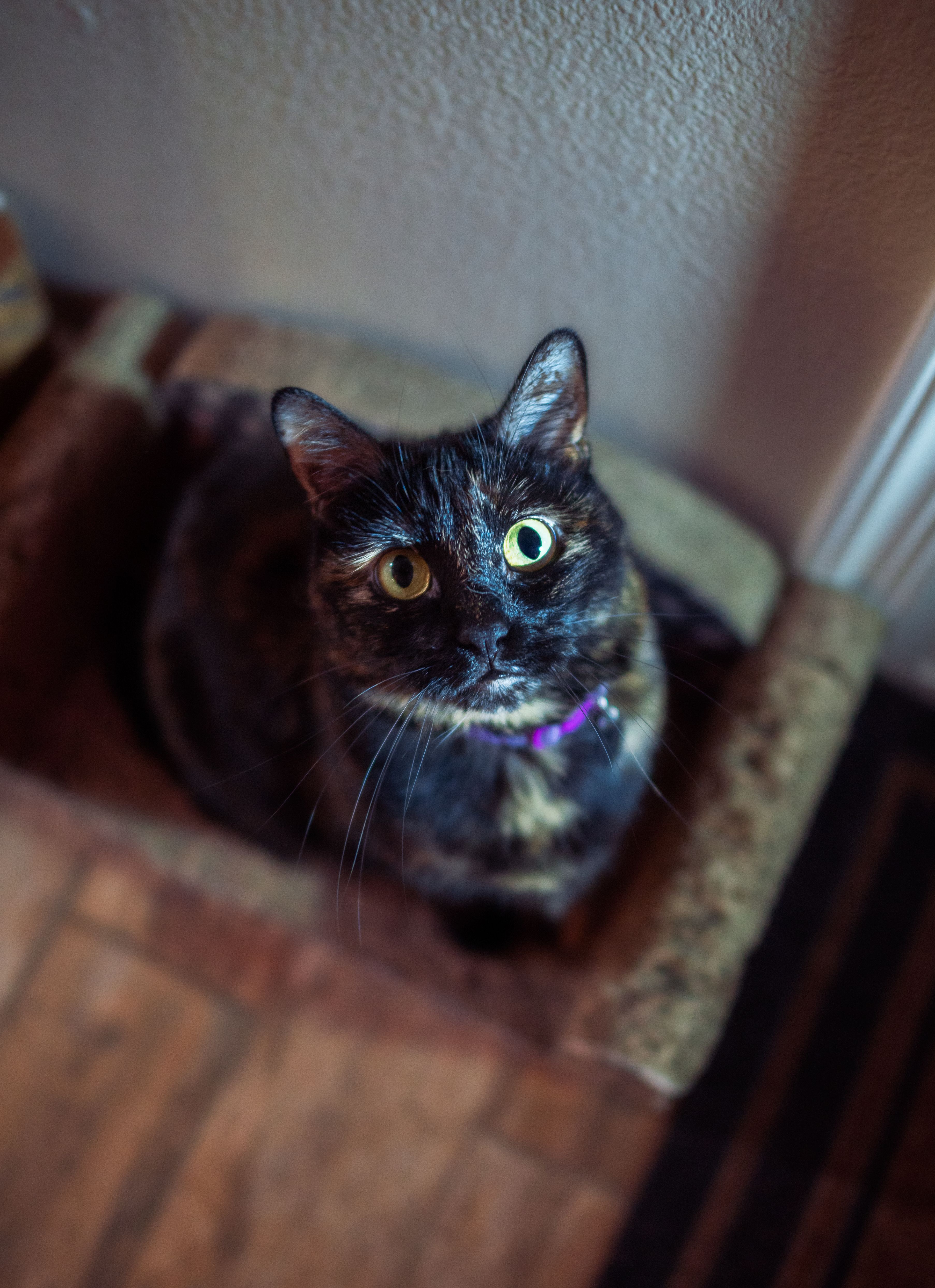 Adorable Curious Cat · Free Stock Photo