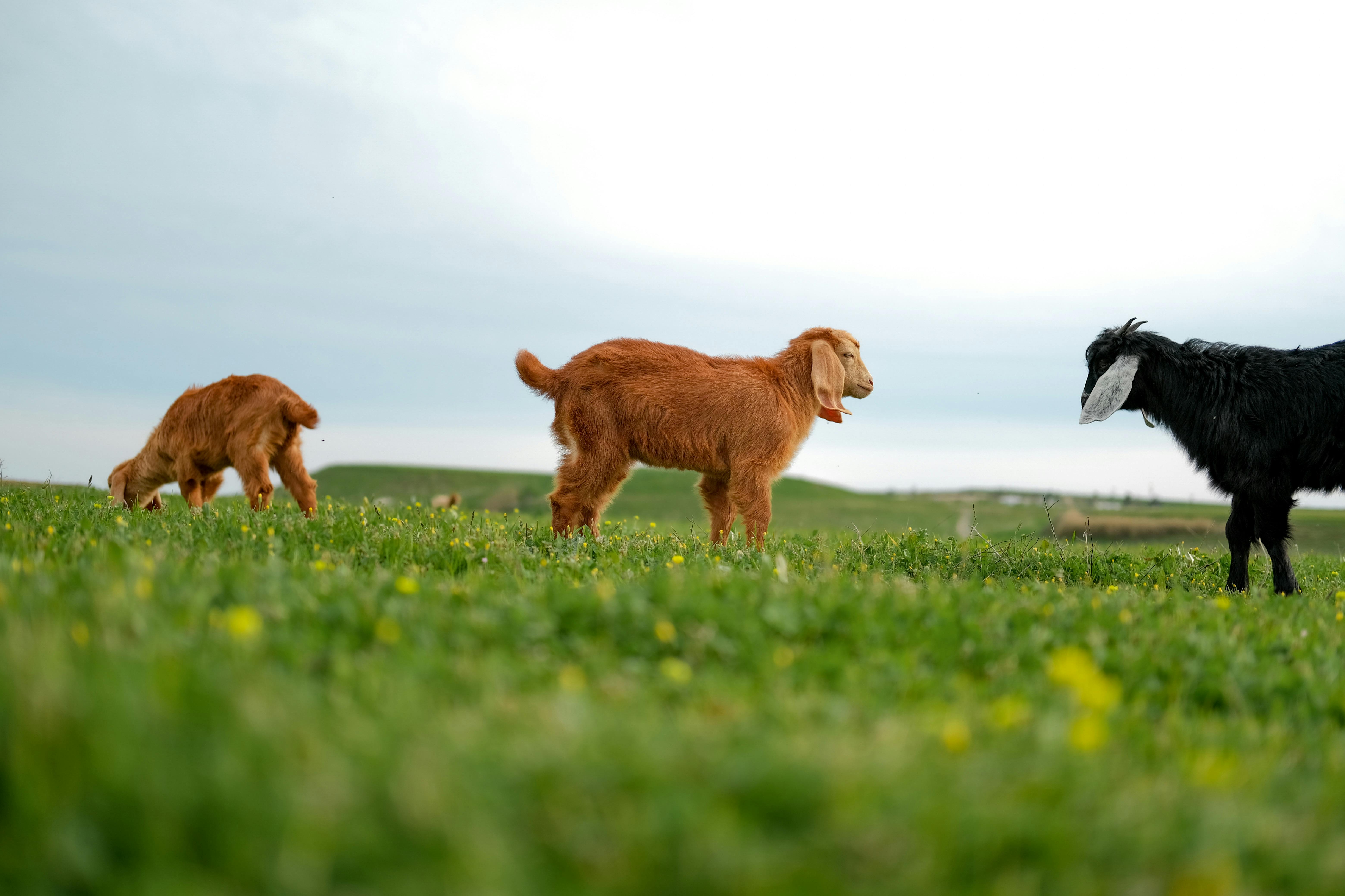 Goat Kid on Pavement · Free Stock Photo