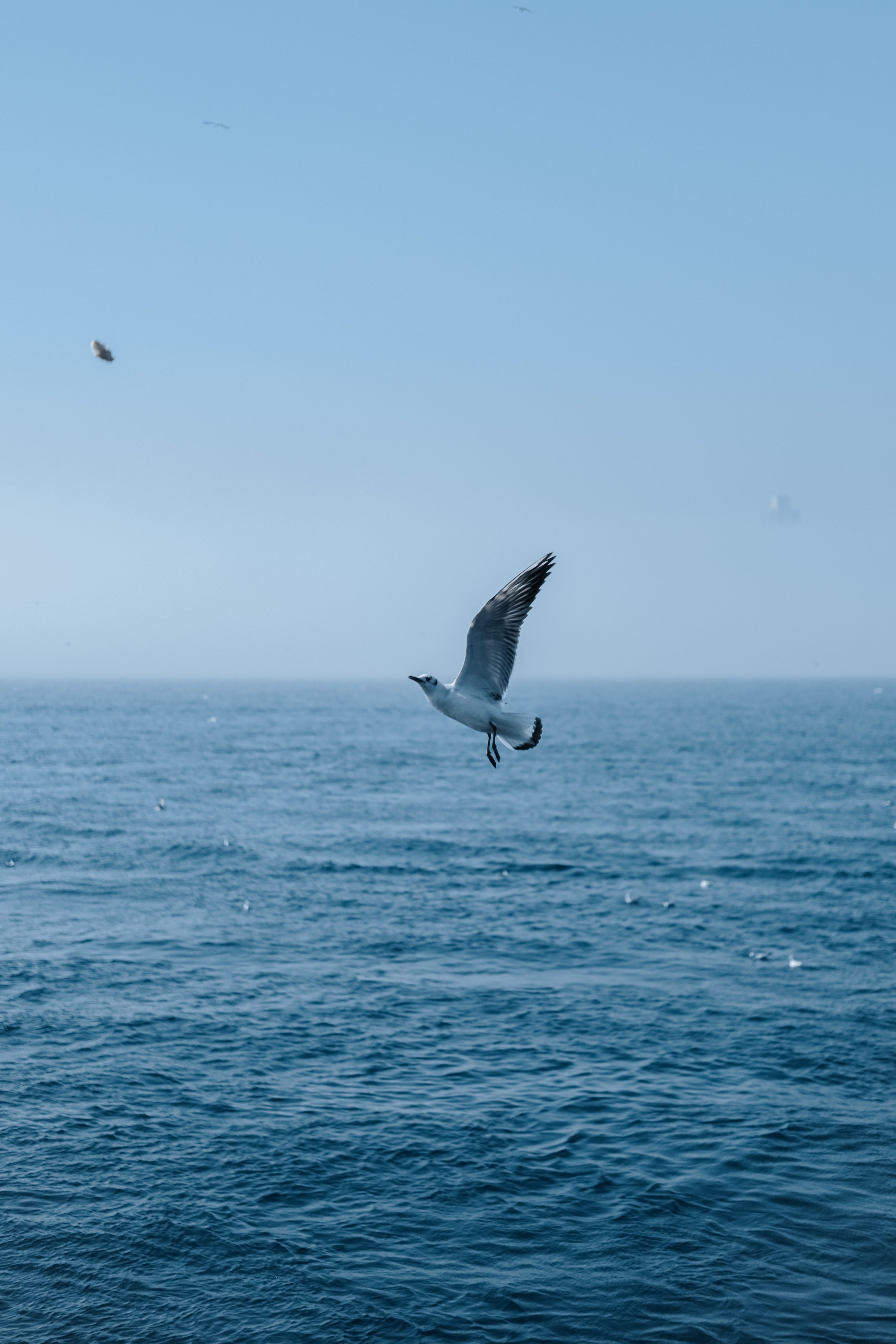 Birds Flying Near Body of Water · Free Stock Photo