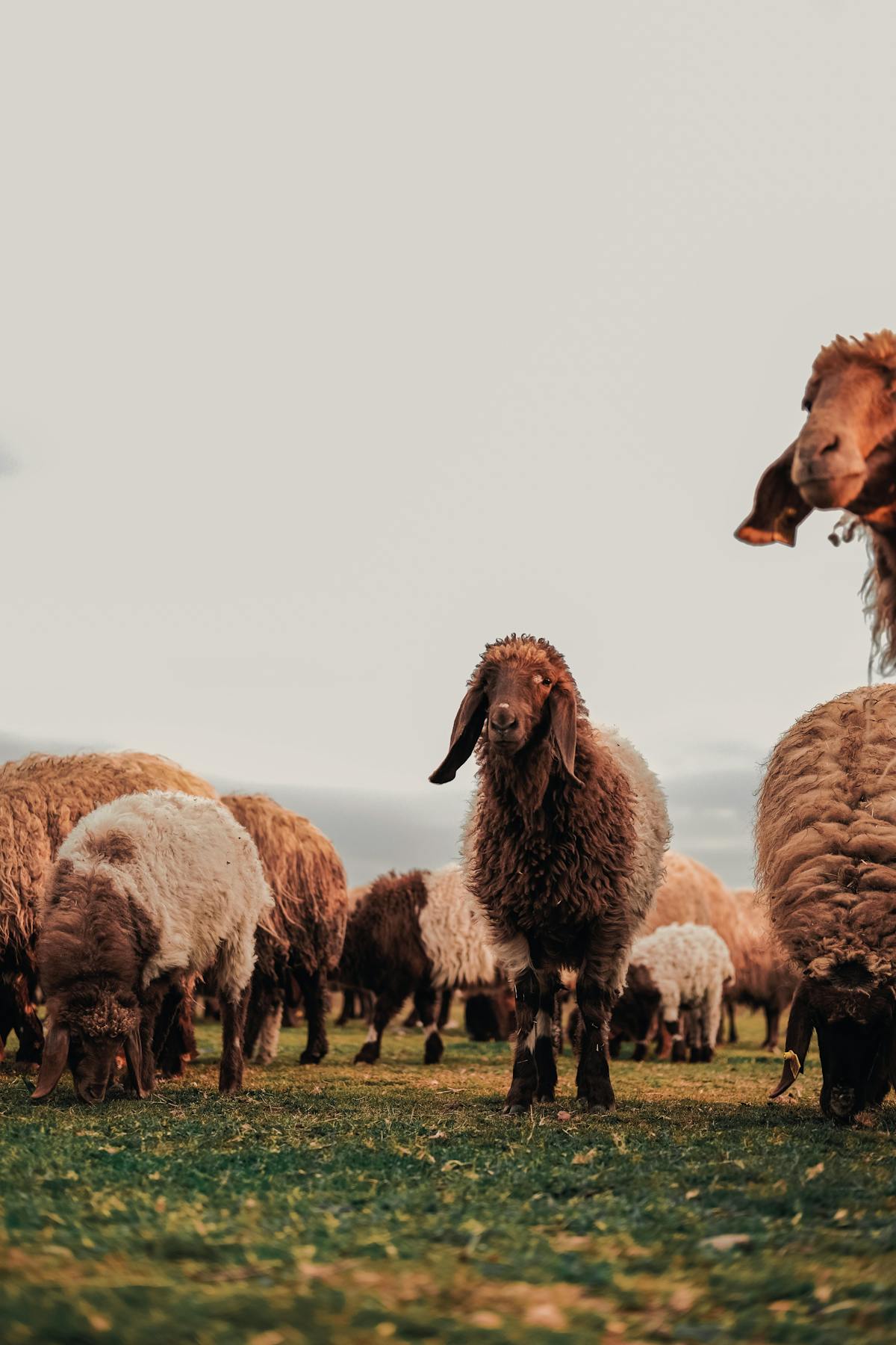 Sheep Pox Photos, Download The BEST Free Sheep Pox Stock Photos & HD Images