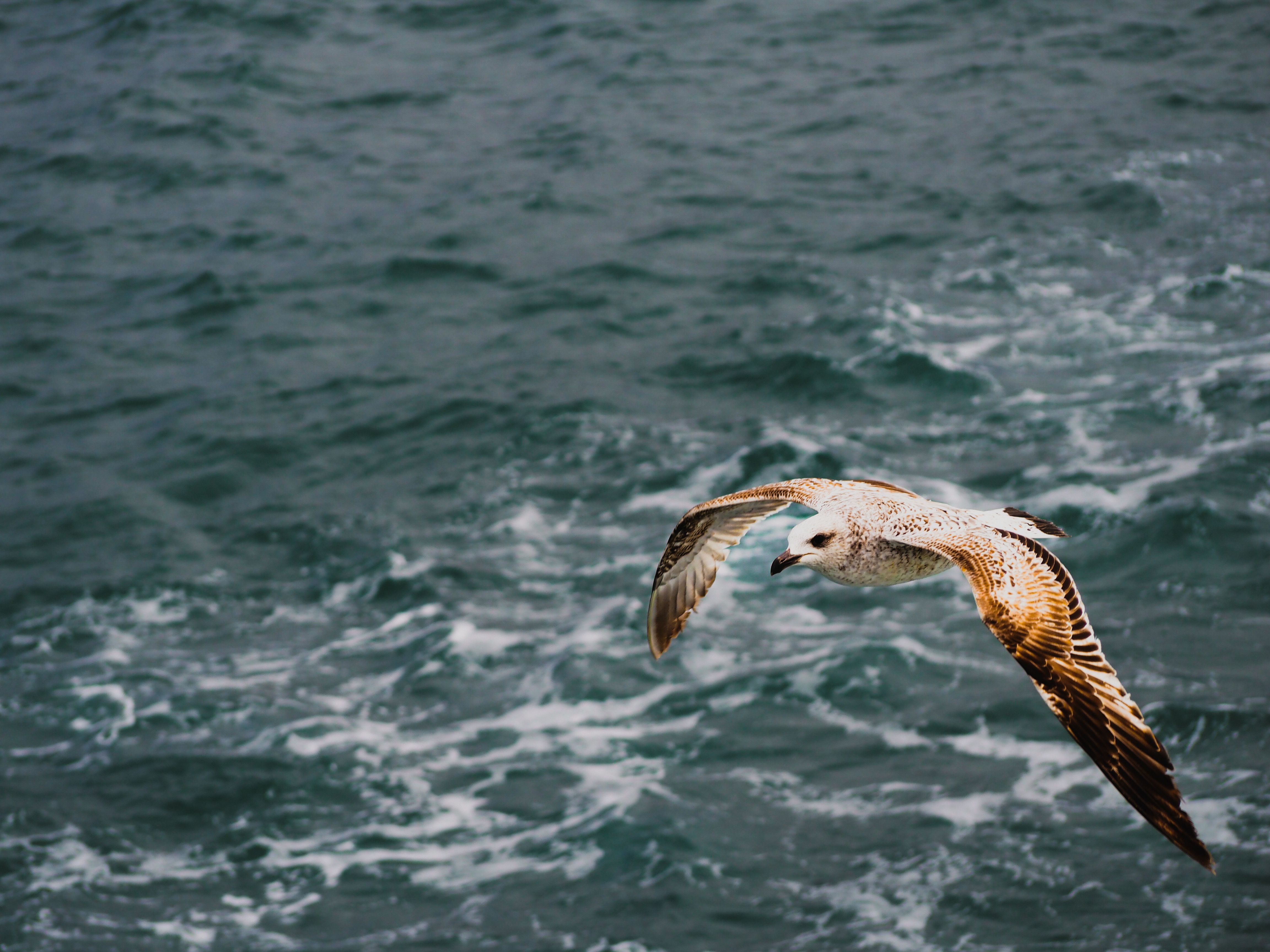 Close-up of a Seagull Flying above the Sea · Free Stock Photo