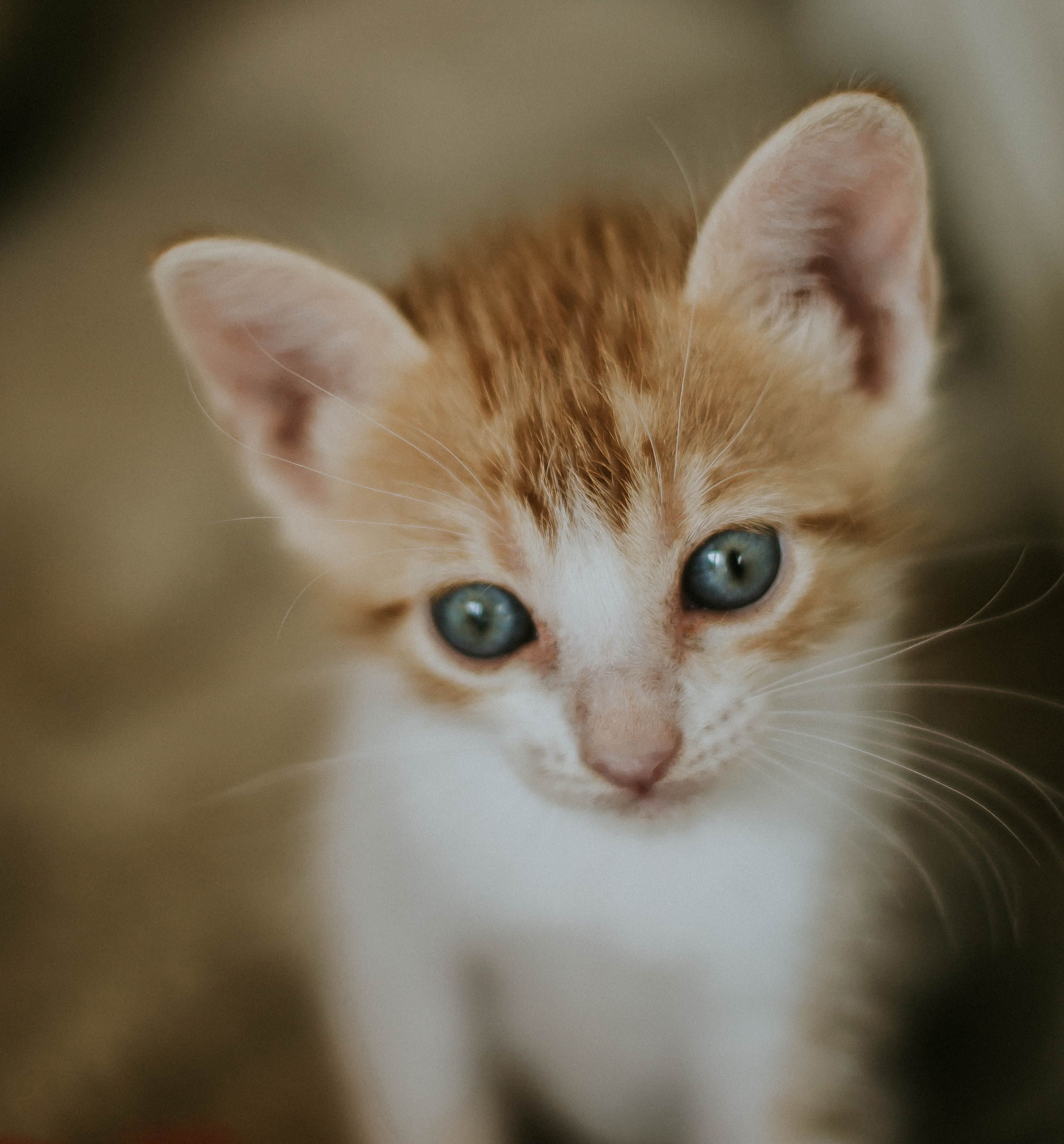 Close-up of the Head of a Ginger Cat · Free Stock Photo