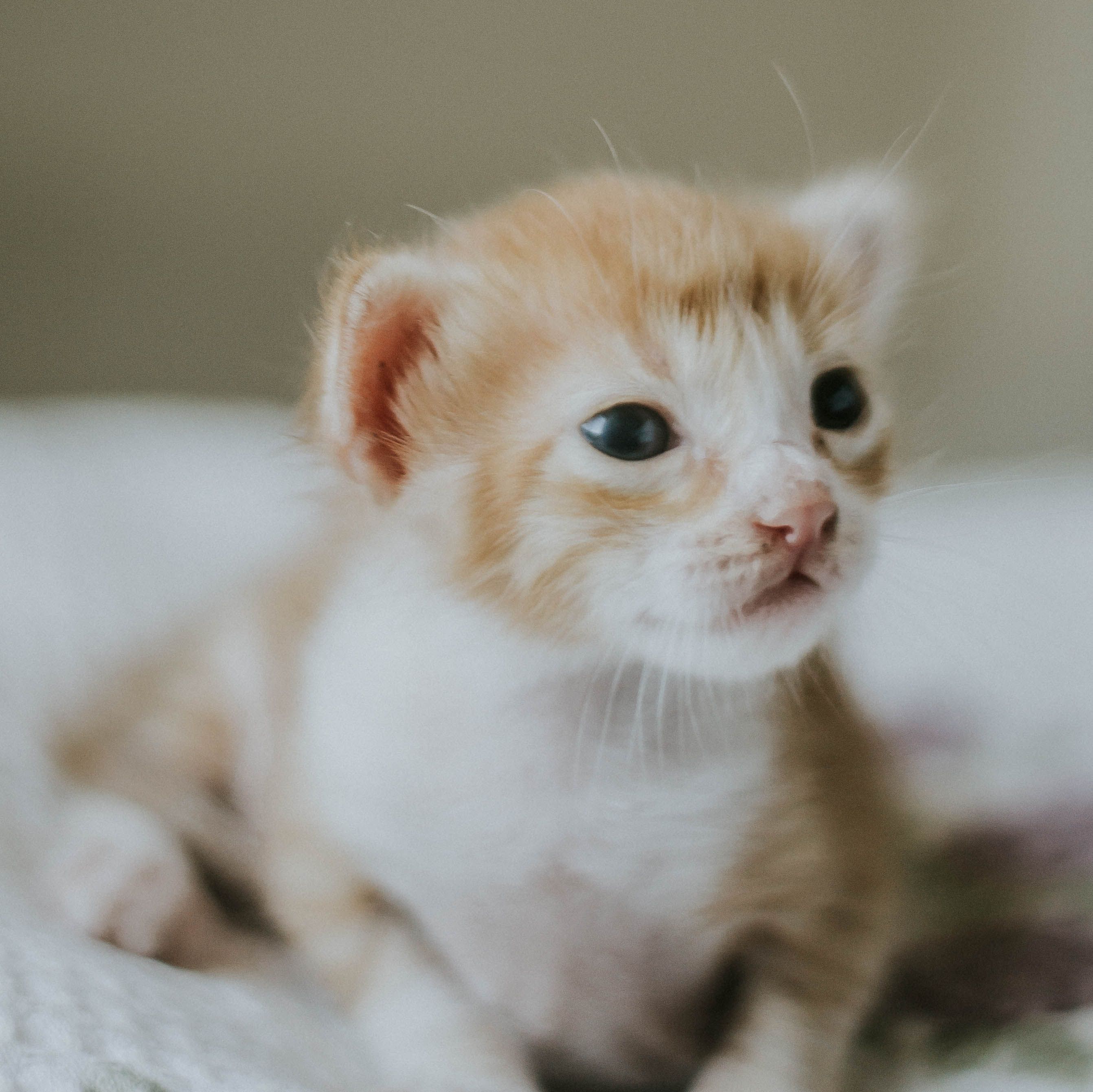 White and Ginger Kitten · Free Stock Photo
