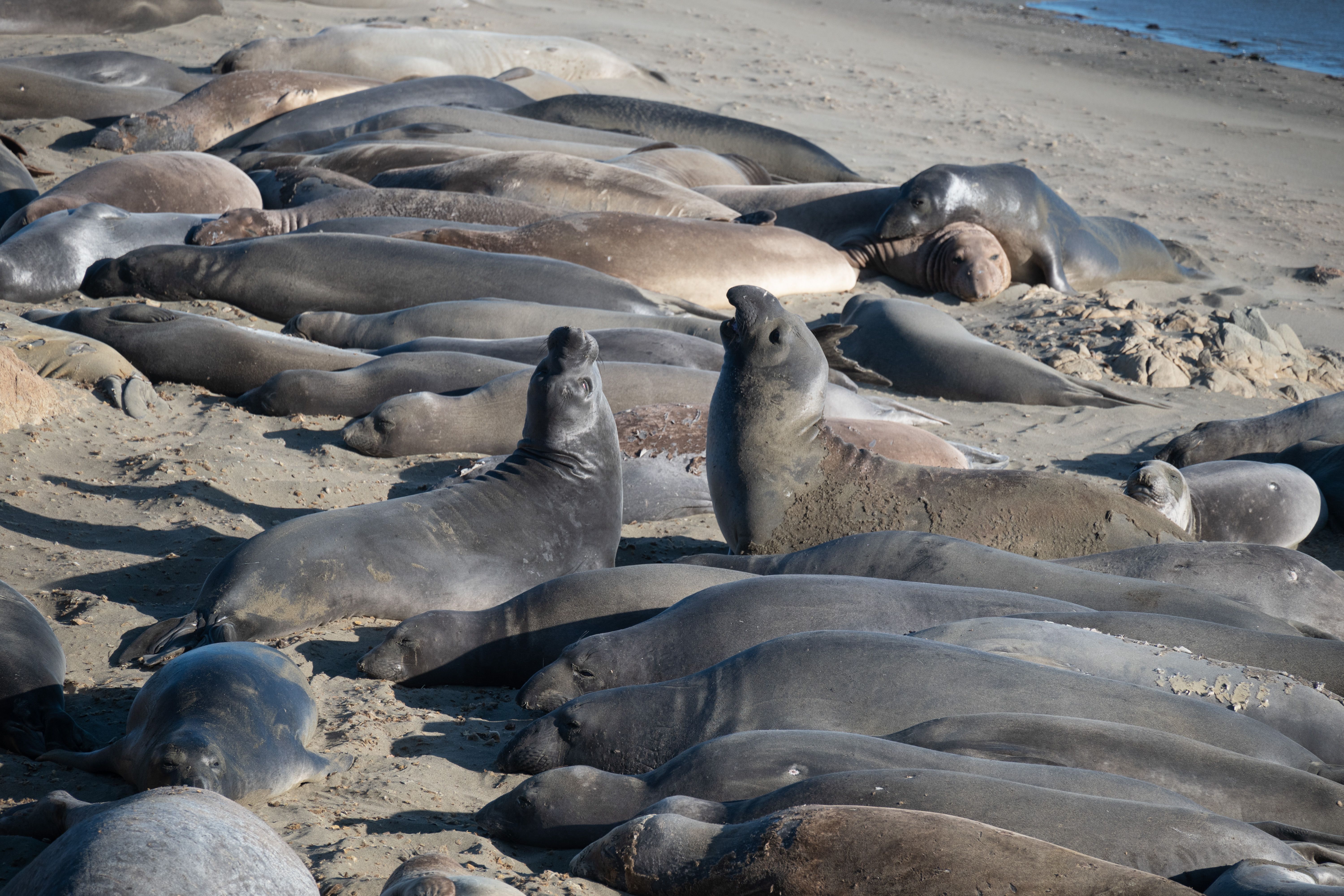 Seals on a Beach · Free Stock Photo